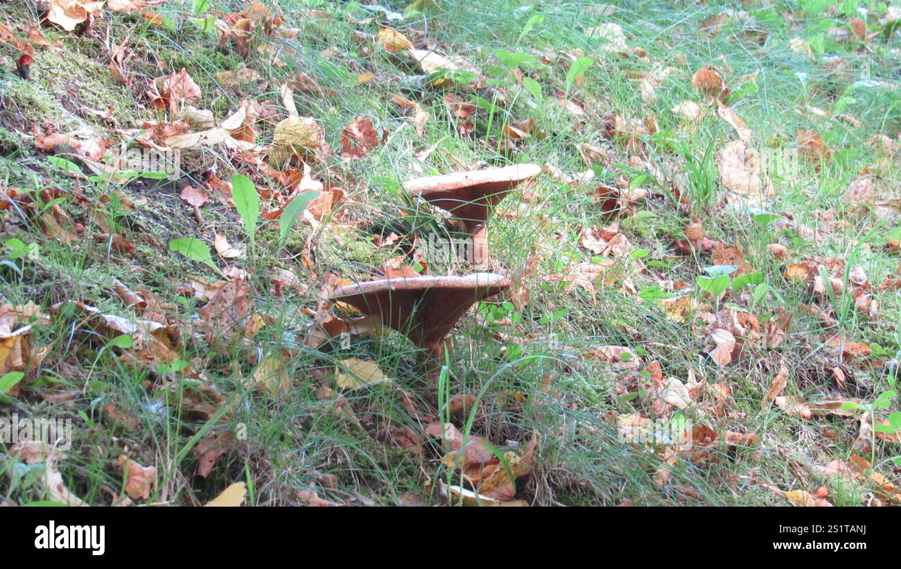 Brown Roll-Rim (Paxillus involutus Stock Photo - Alamy