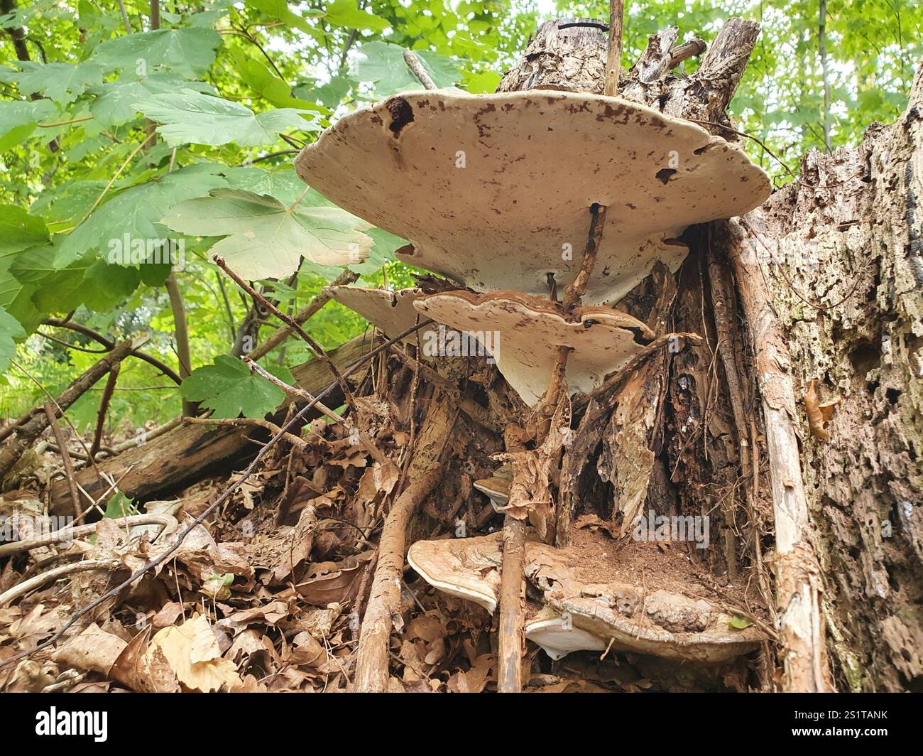 artist's bracket (Ganoderma applanatum Stock Photo - Alamy
