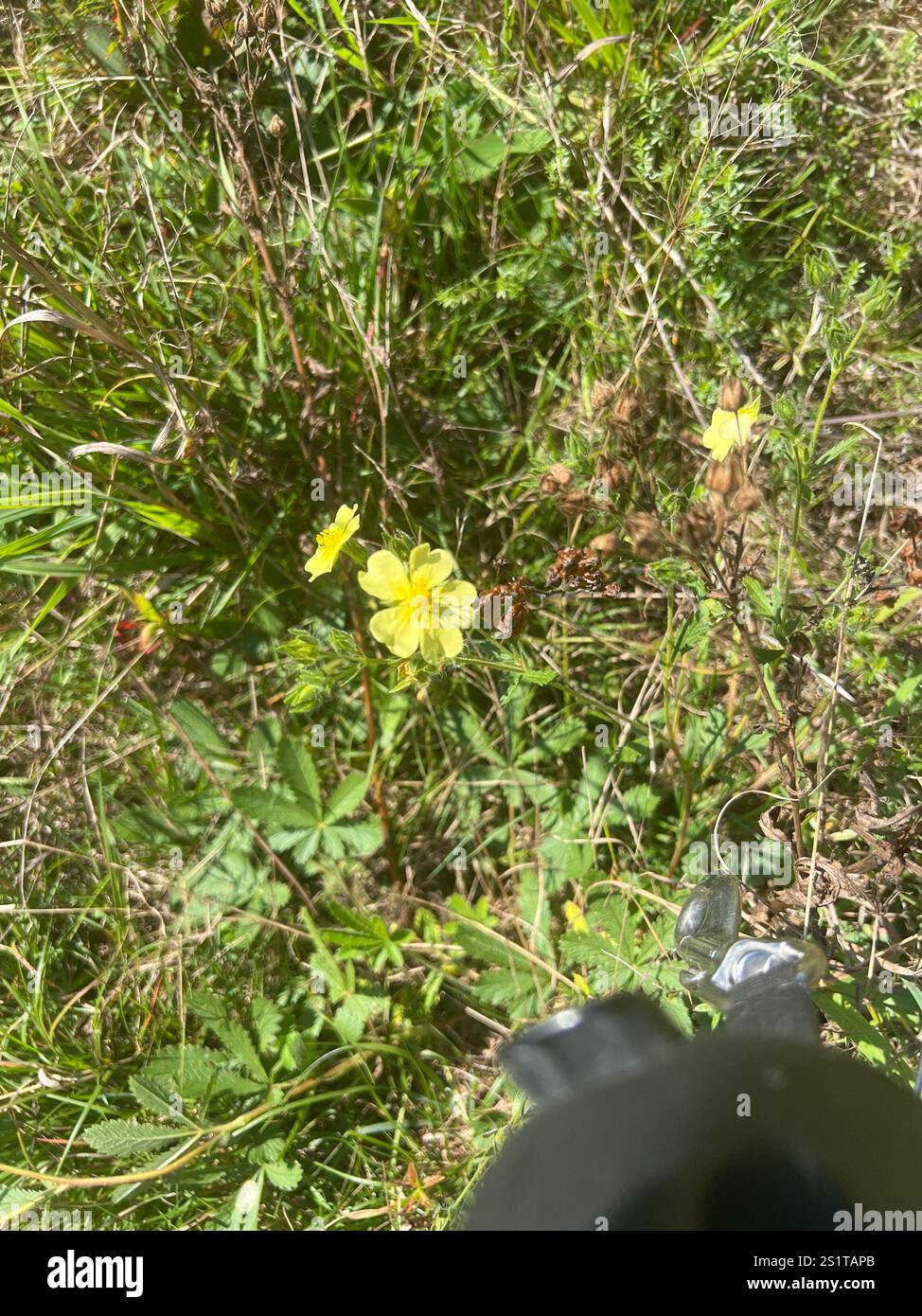 sulphur cinquefoil (Potentilla recta Stock Photo - Alamy