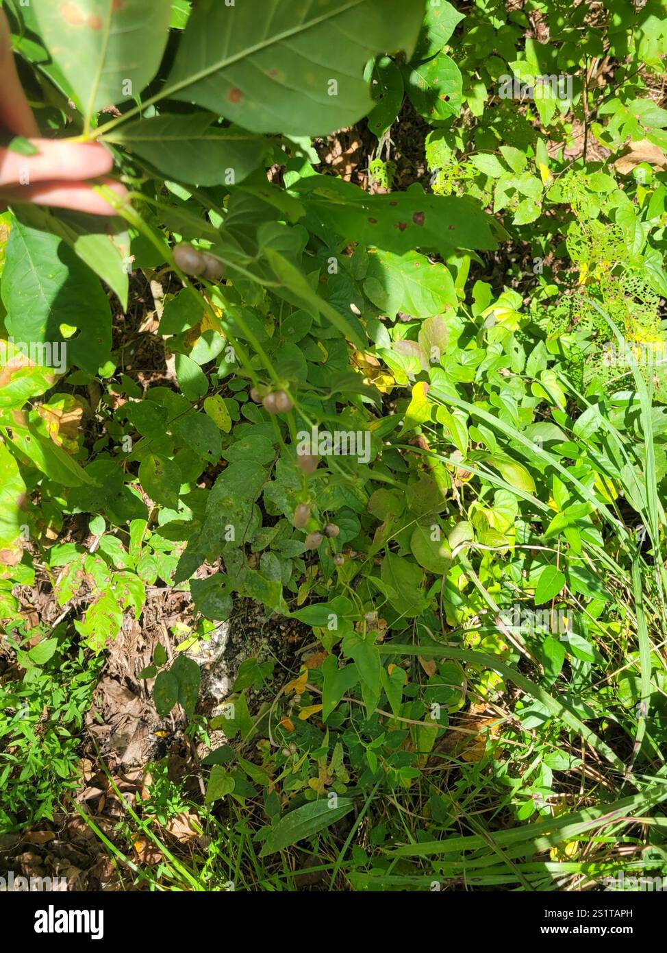 Chinese yam (Dioscorea polystachya Stock Photo - Alamy