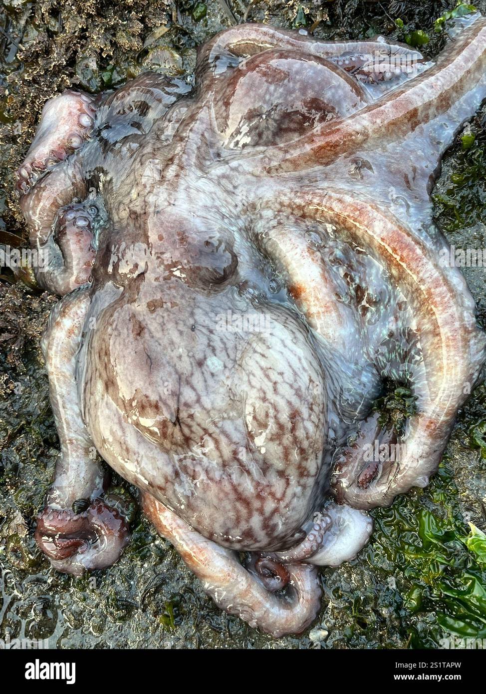 Giant Pacific Octopus (Enteroctopus dofleini Stock Photo - Alamy