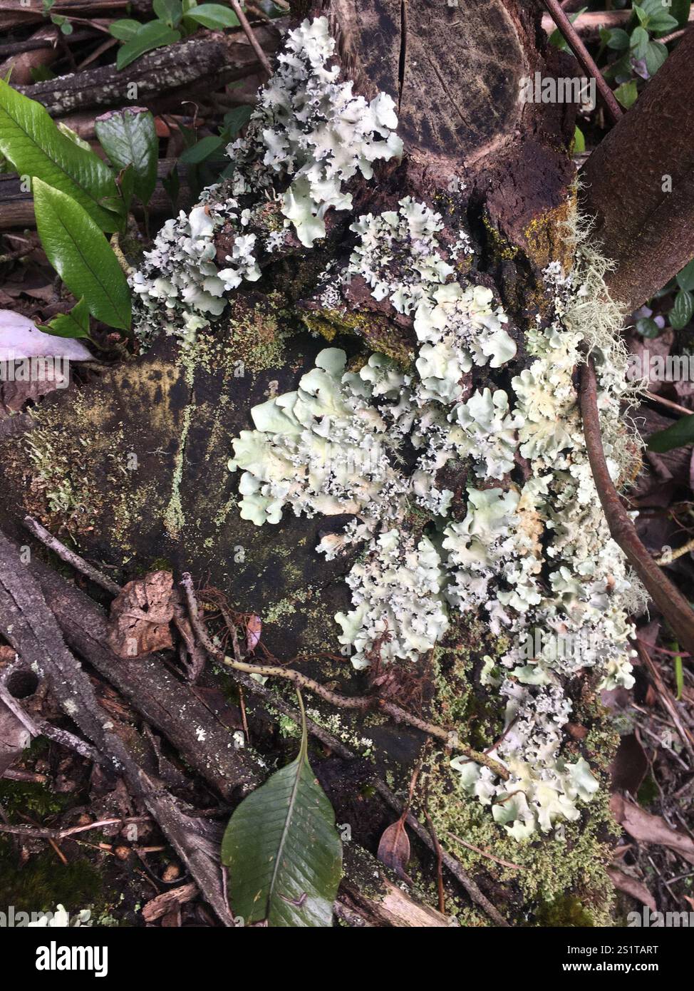 Ruffle Lichens (Parmotrema Stock Photo - Alamy
