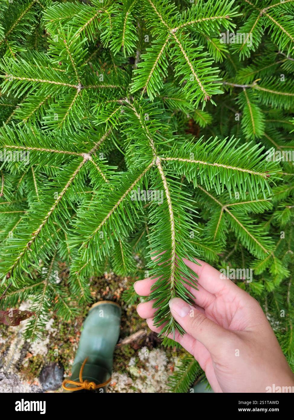 balsam fir (Abies balsamea Stock Photo - Alamy