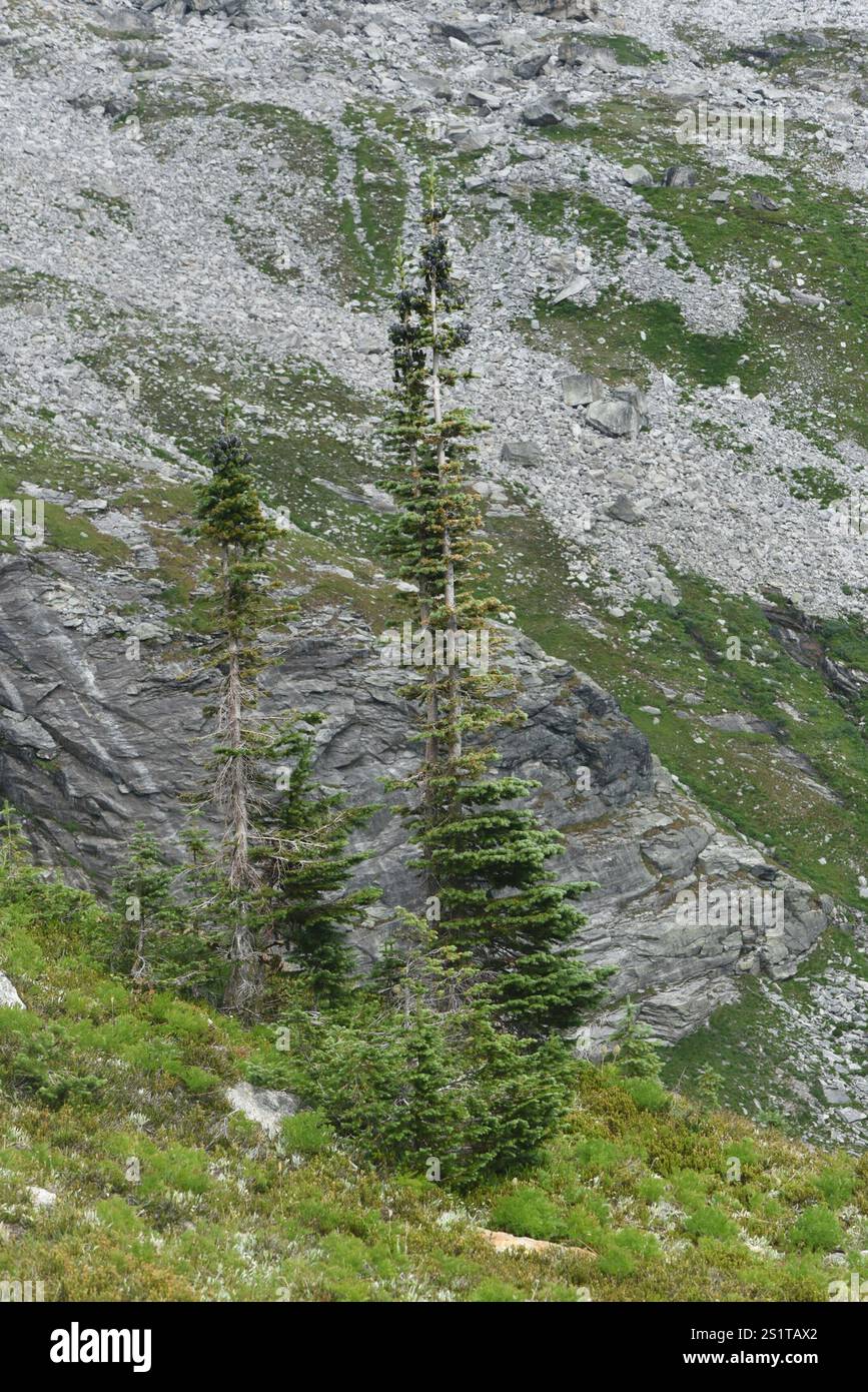 subalpine fir (Abies lasiocarpa Stock Photo - Alamy