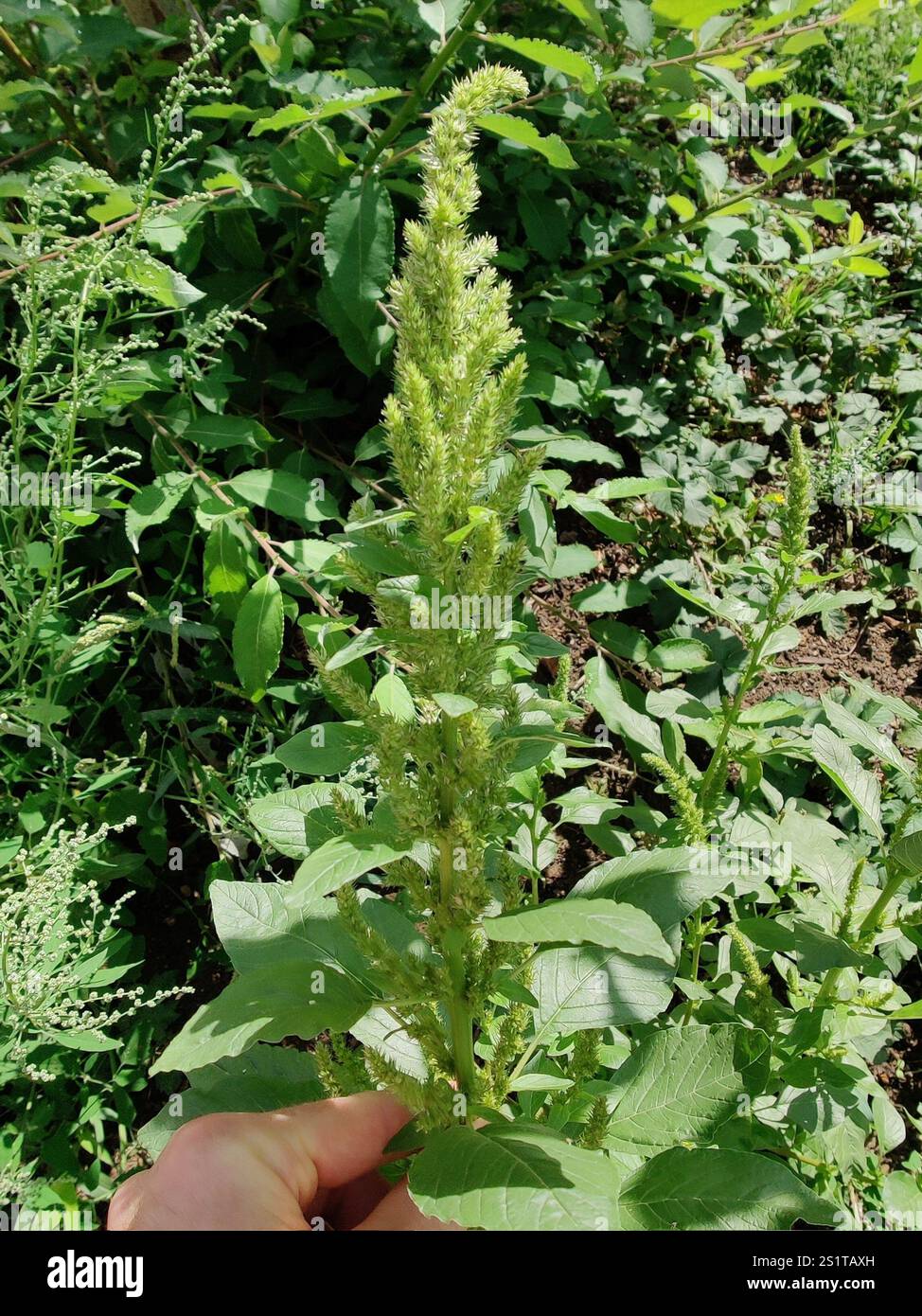 Redroot Amaranth (Amaranthus retroflexus Stock Photo - Alamy