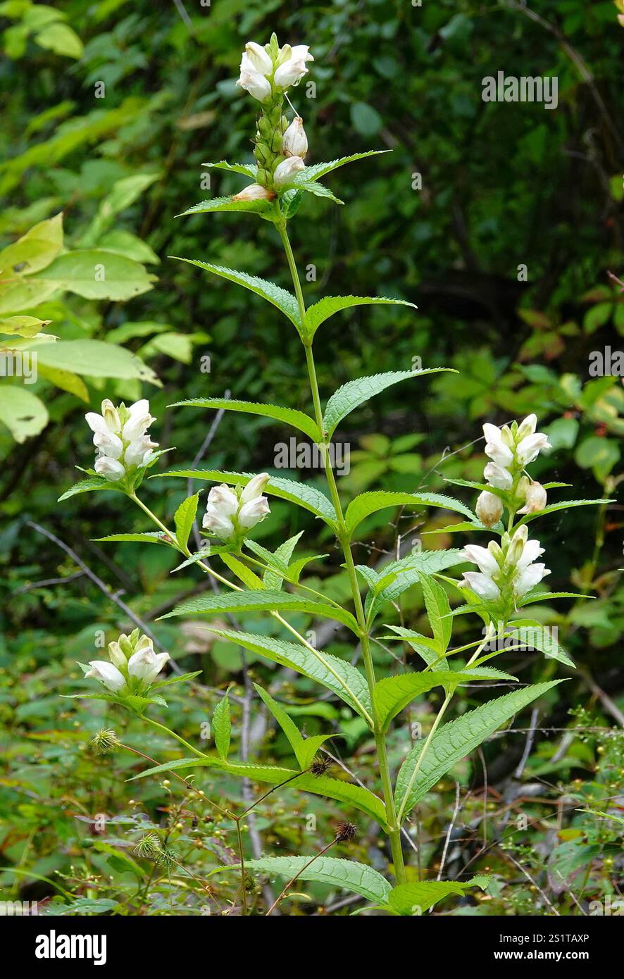 white turtlehead (Chelone glabra Stock Photo - Alamy