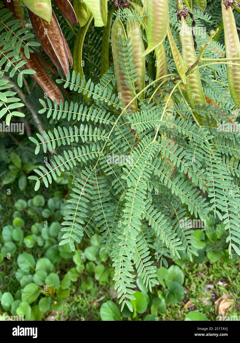 White leadtree (Leucaena leucocephala Stock Photo - Alamy