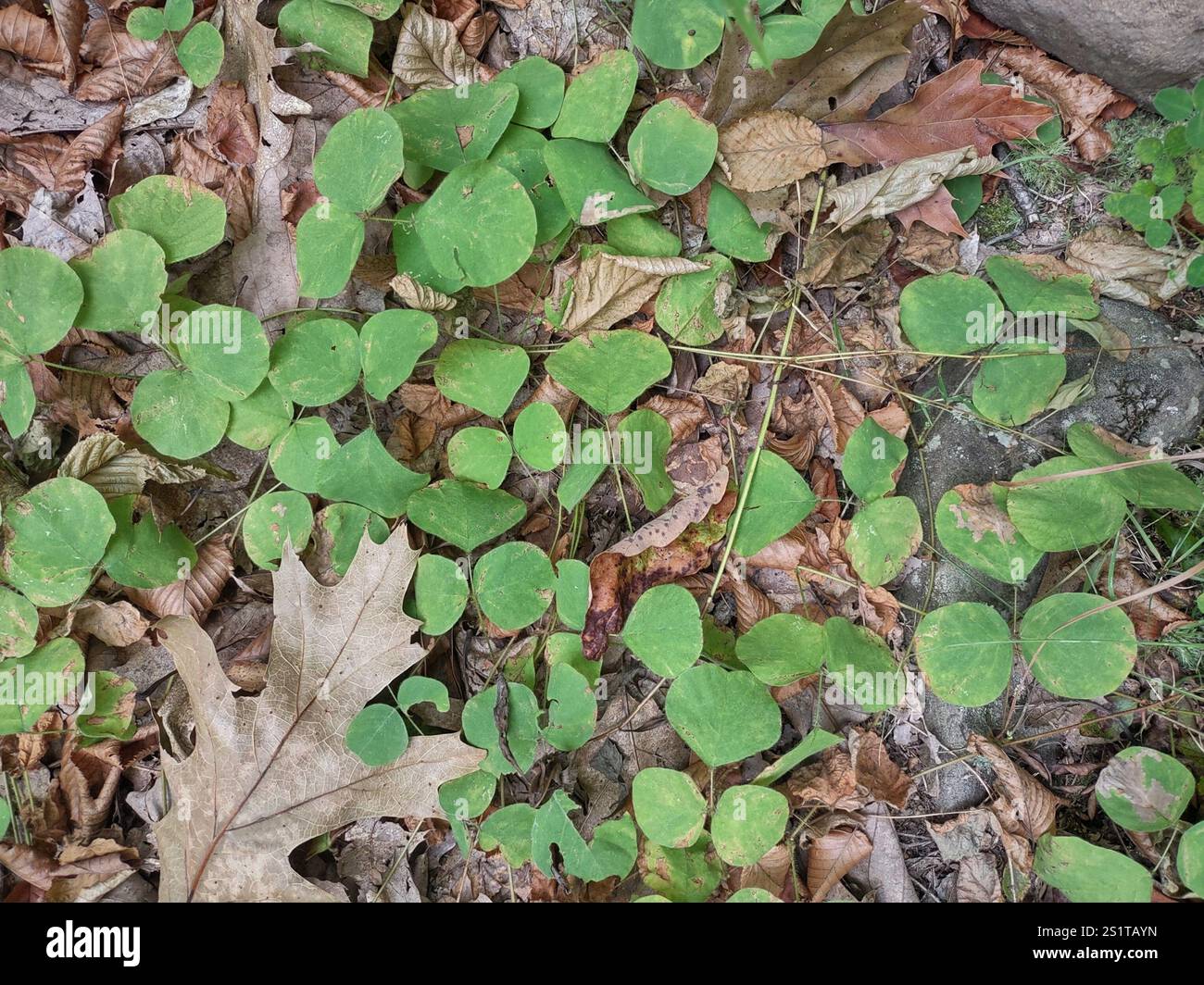 Round-leaved Trailing Tick-trefoil (Desmodium rotundifolium Stock Photo ...