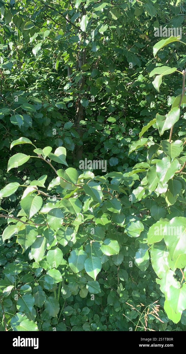 Callery pear (Pyrus calleryana Stock Photo - Alamy
