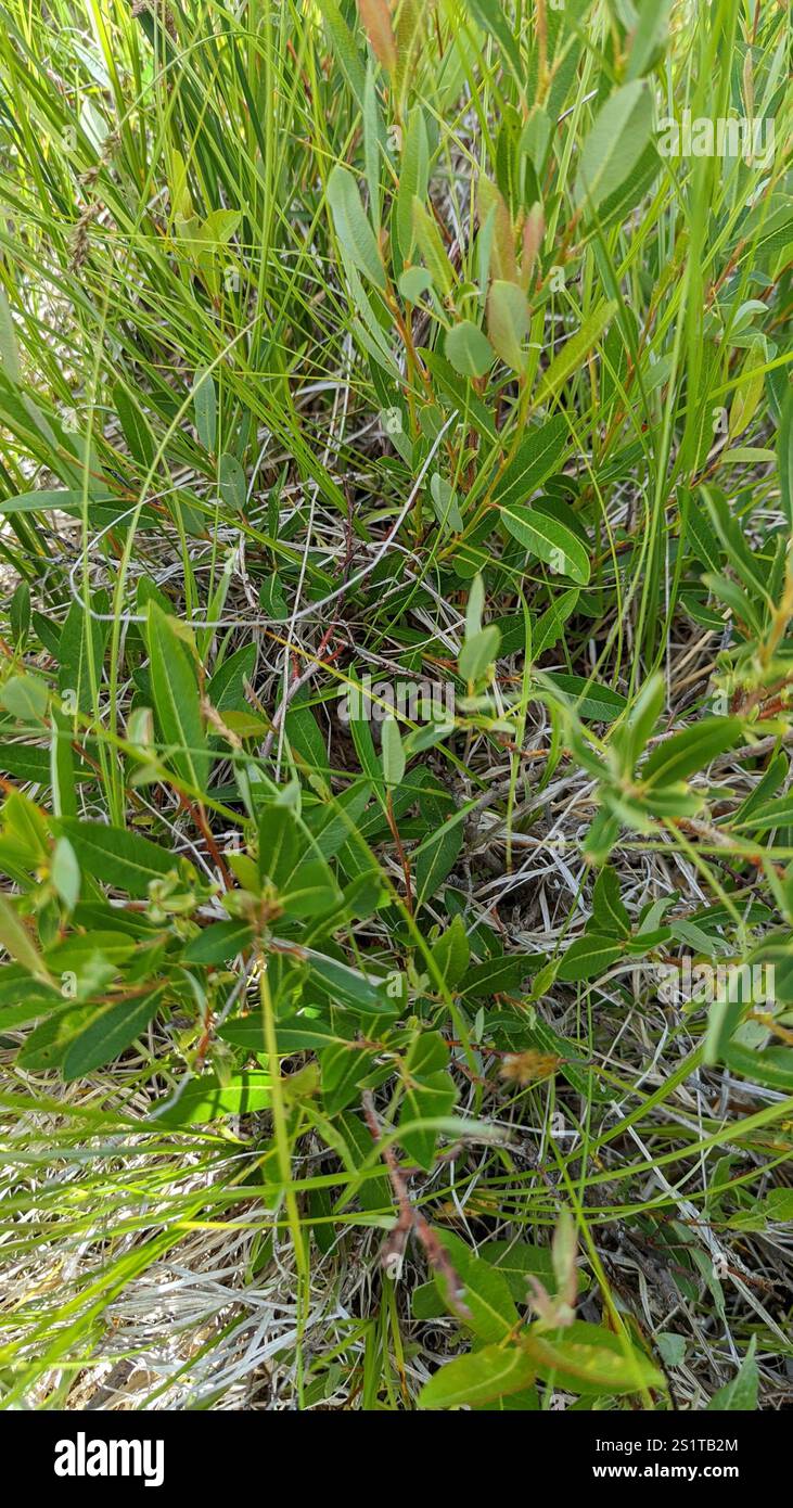 New World Sparrows (Passerellidae Stock Photo - Alamy