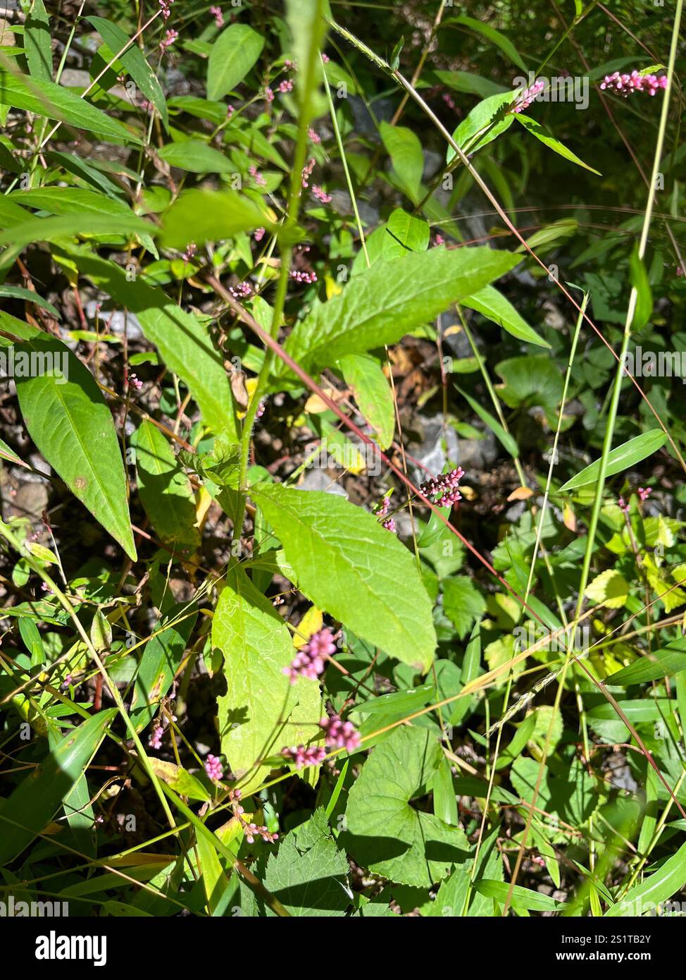 American burnweed (Erechtites hieraciifolius Stock Photo - Alamy