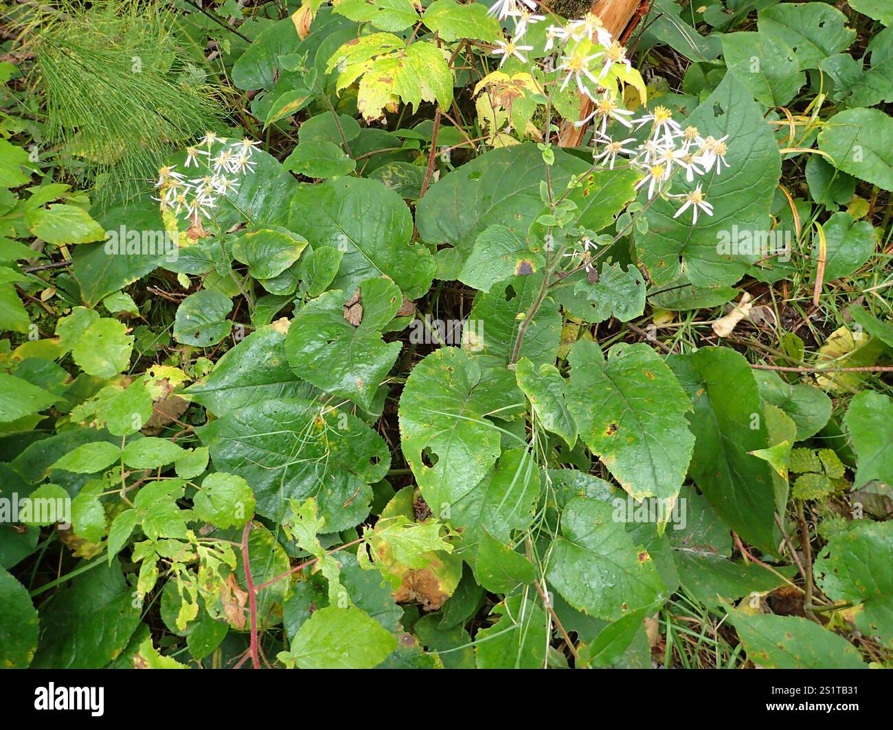 large-leaved aster (Eurybia macrophylla Stock Photo - Alamy