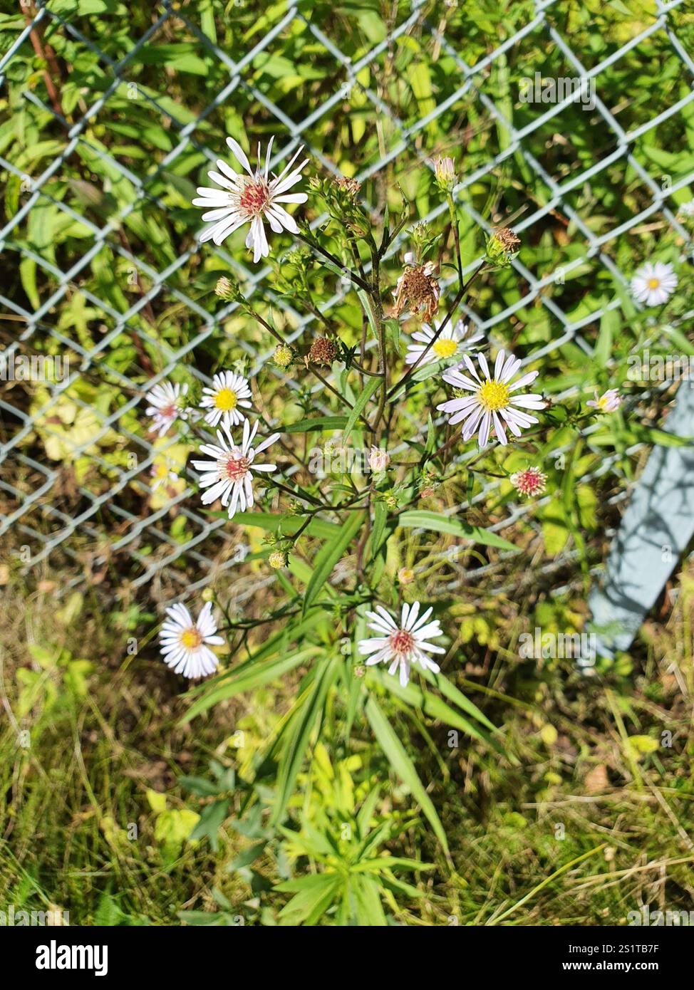American asters (Symphyotrichum Stock Photo - Alamy