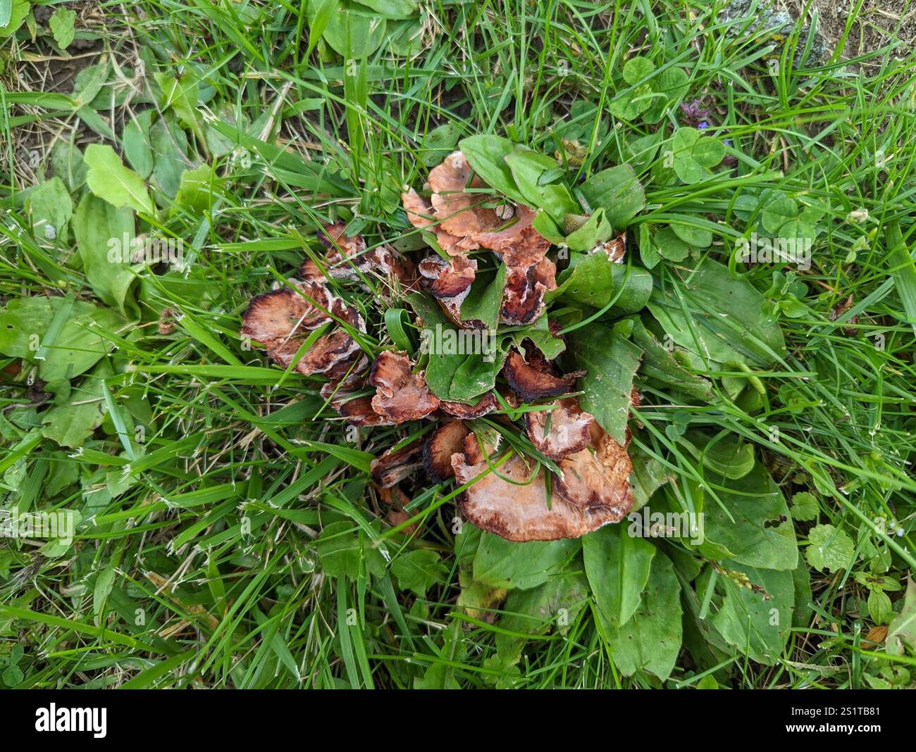 Blushing Rosette (Abortiporus biennis Stock Photo - Alamy
