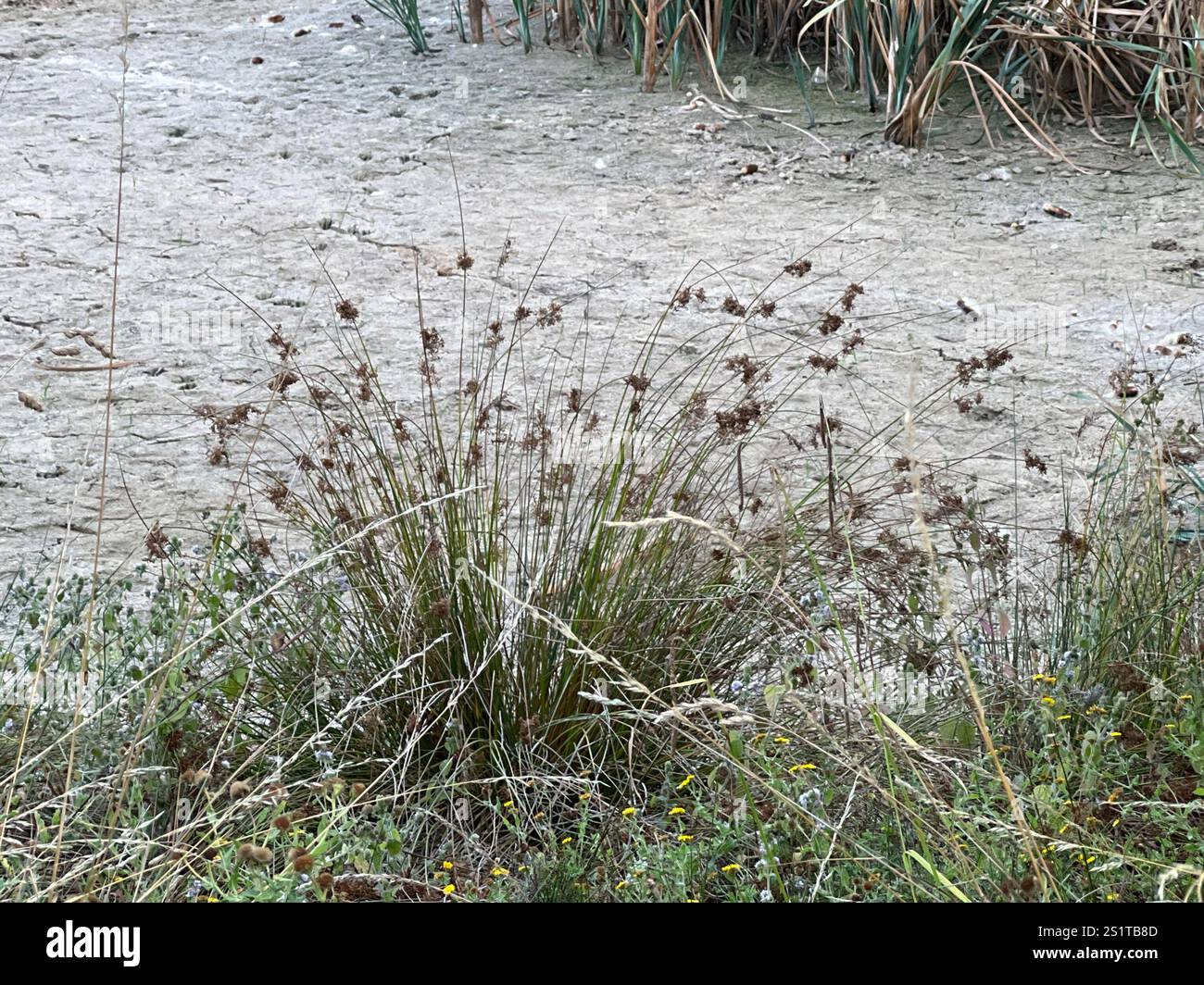 Hard Rush (Juncus inflexus Stock Photo - Alamy