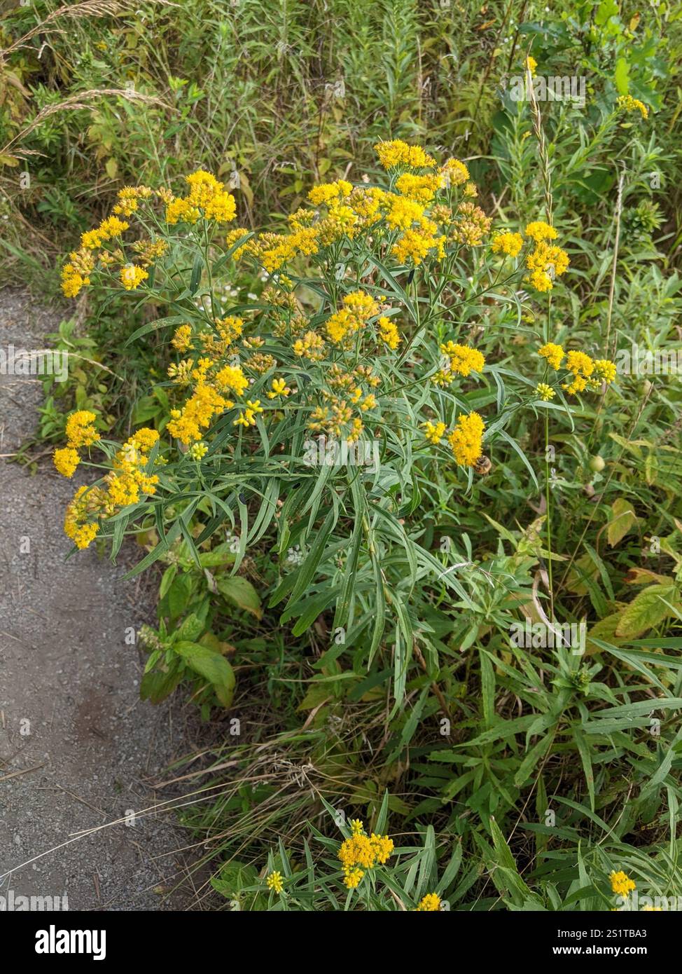 flat-topped goldenrod (Euthamia graminifolia Stock Photo - Alamy