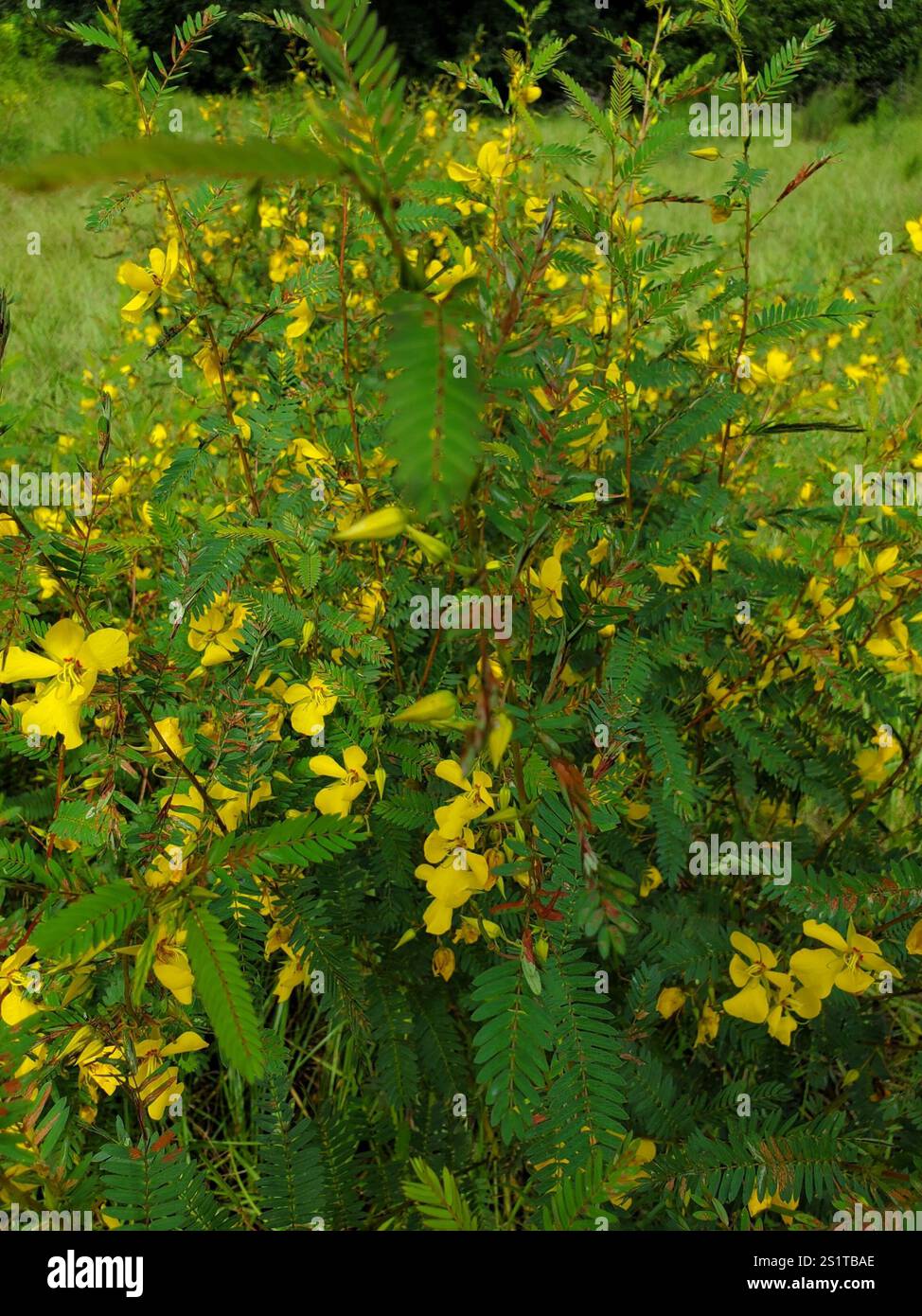 partridge pea (Chamaecrista fasciculata Stock Photo - Alamy