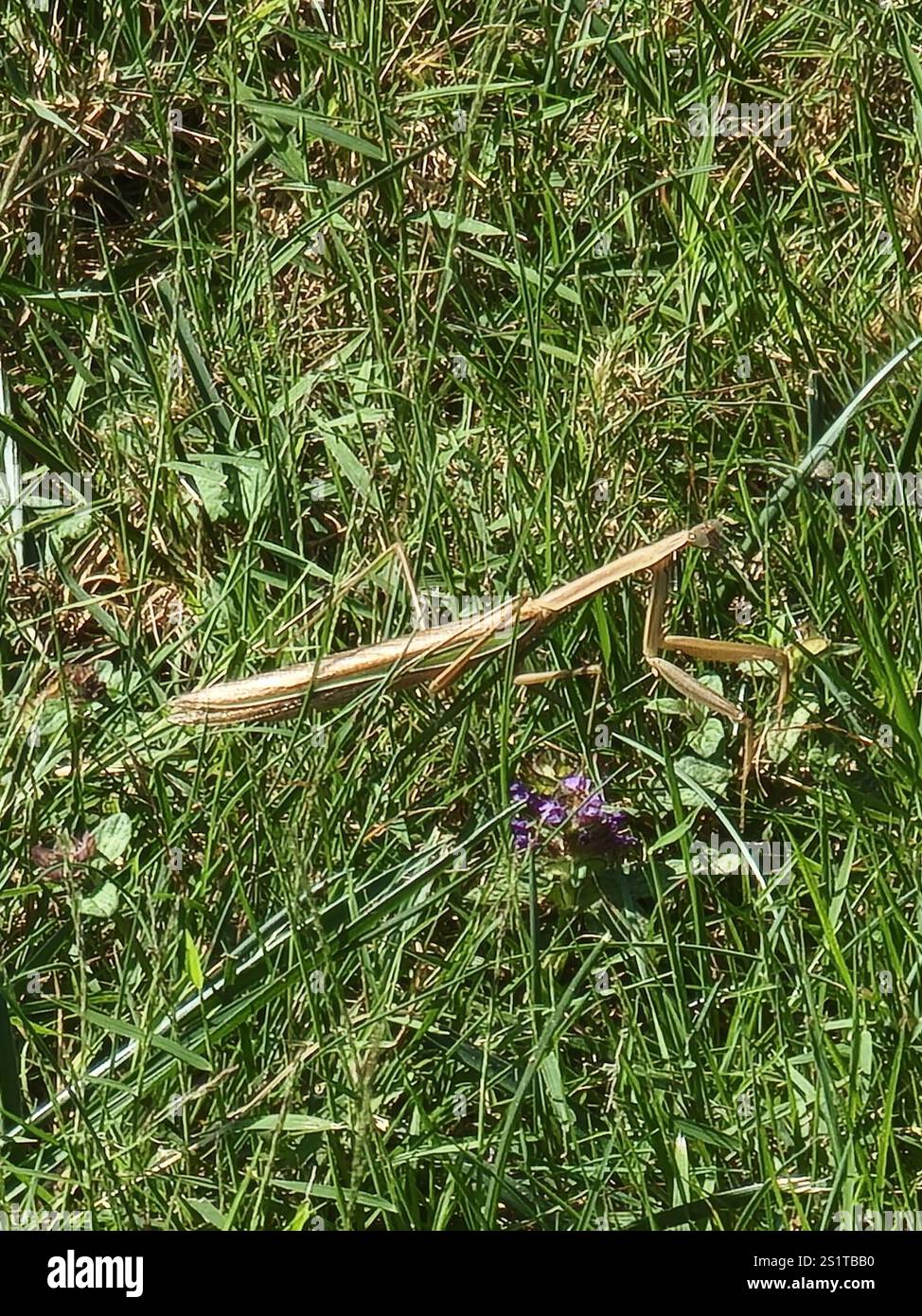 Chinese Mantis (Tenodera sinensis Stock Photo - Alamy