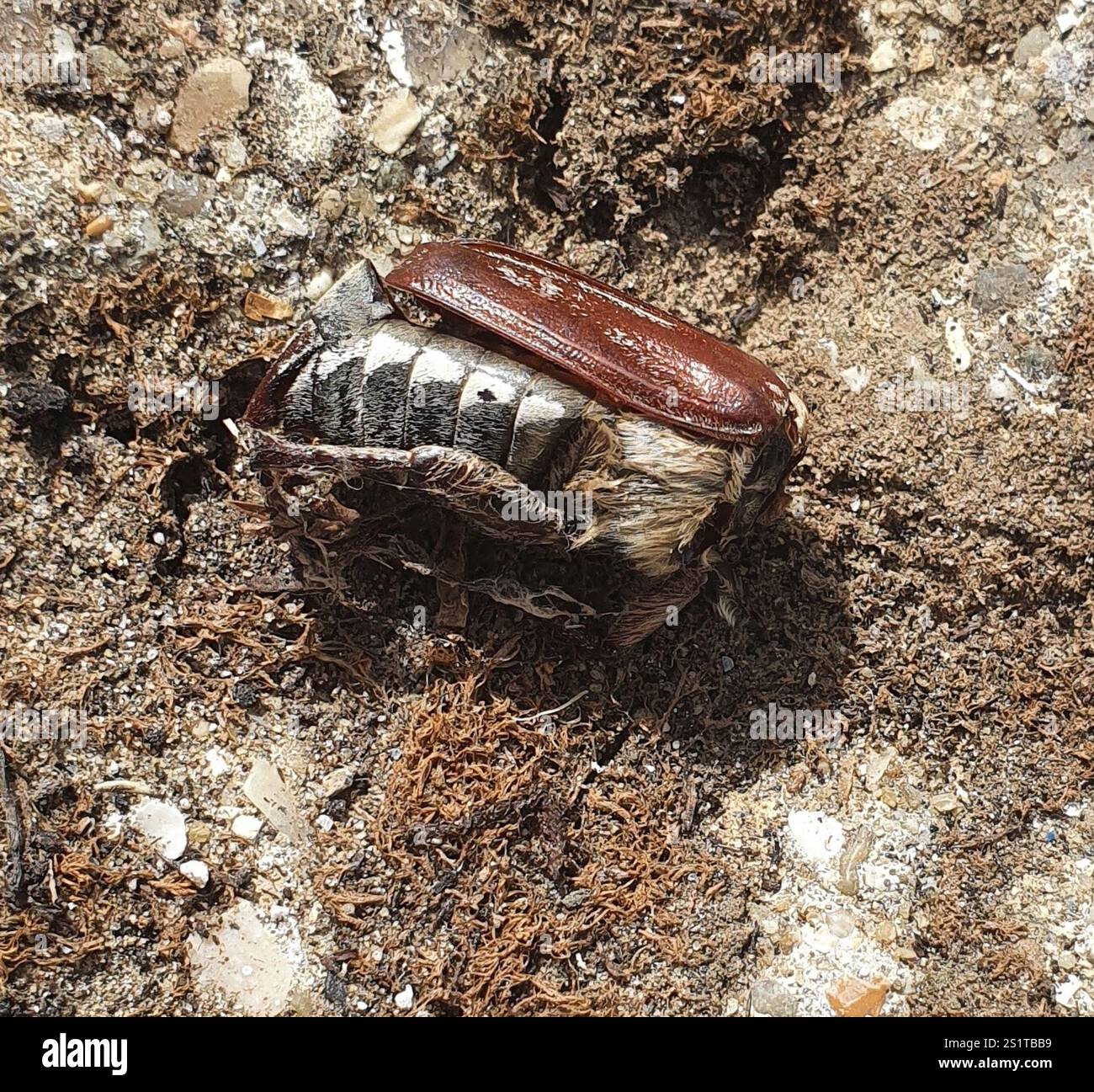 Common Cockchafer (Melolontha melolontha Stock Photo - Alamy