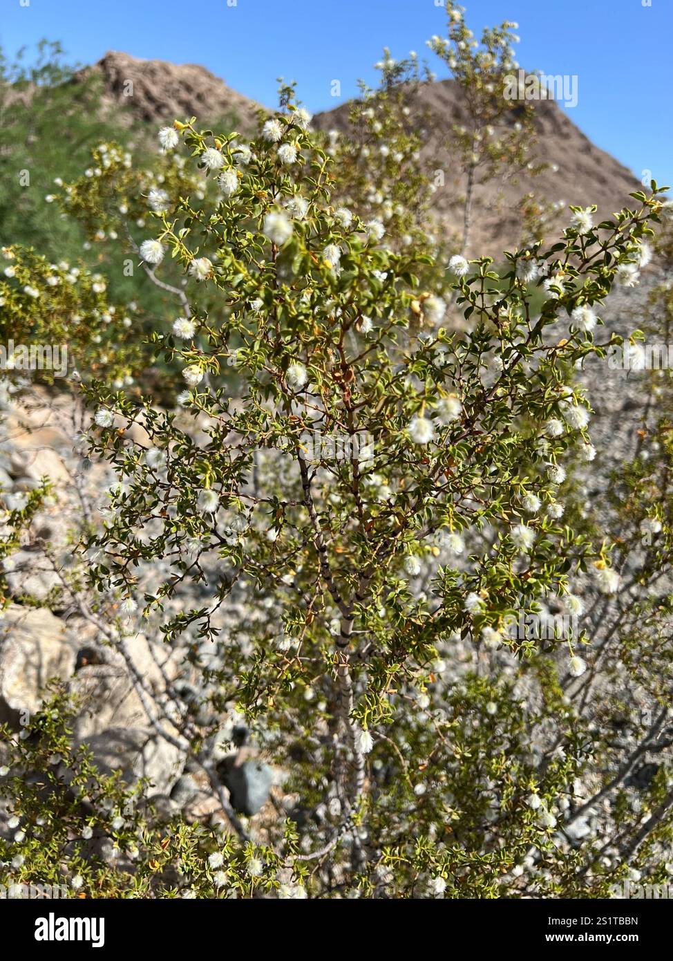 Creosote Bush (Larrea tridentata Stock Photo - Alamy