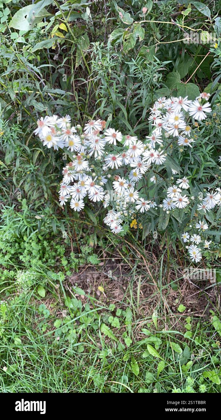 panicled aster (Symphyotrichum lanceolatum Stock Photo - Alamy