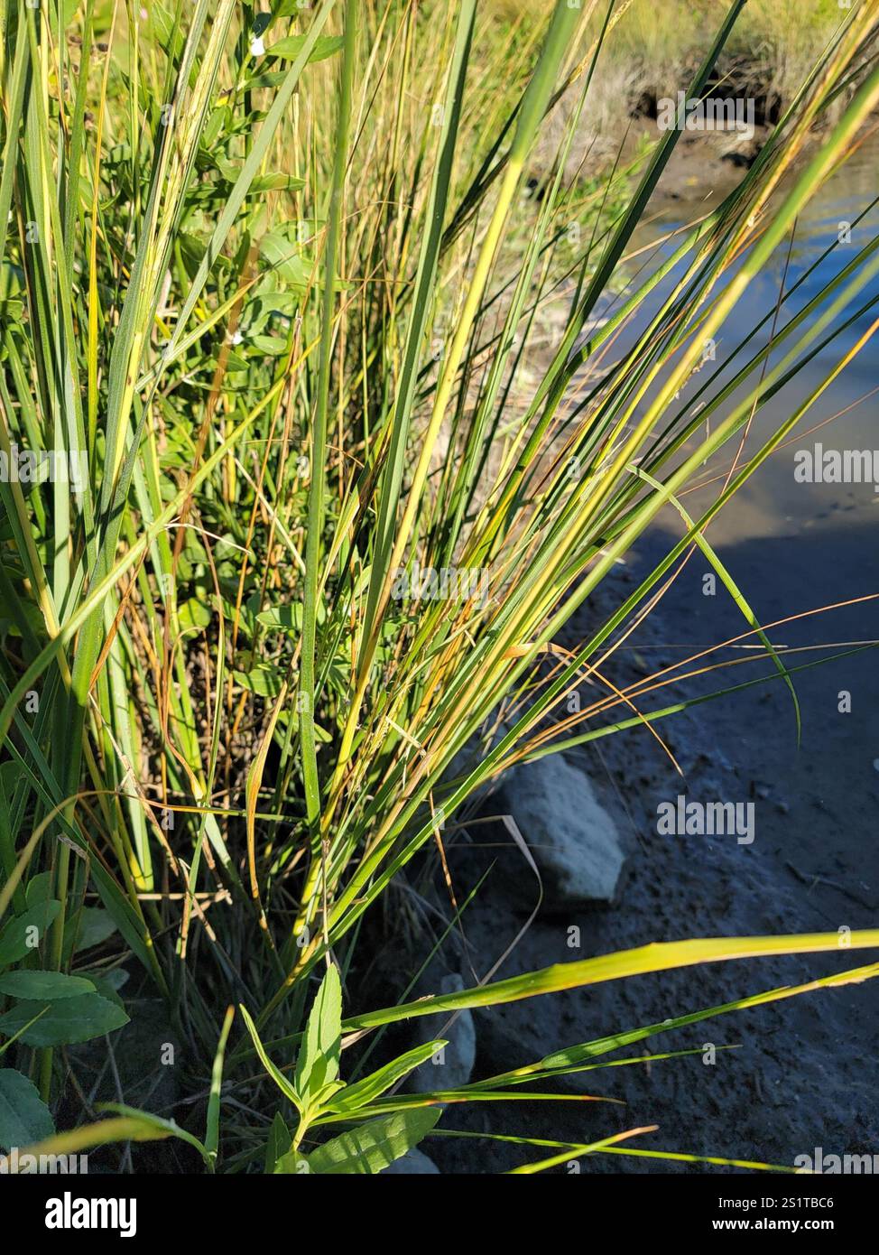 Saltmarsh Cordgrass (Sporobolus alterniflorus Stock Photo - Alamy