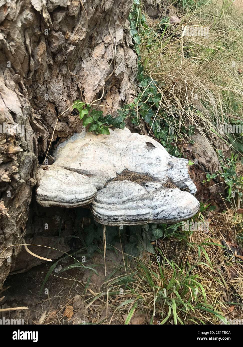 Hoof Fungus (Fomes fomentarius Stock Photo - Alamy