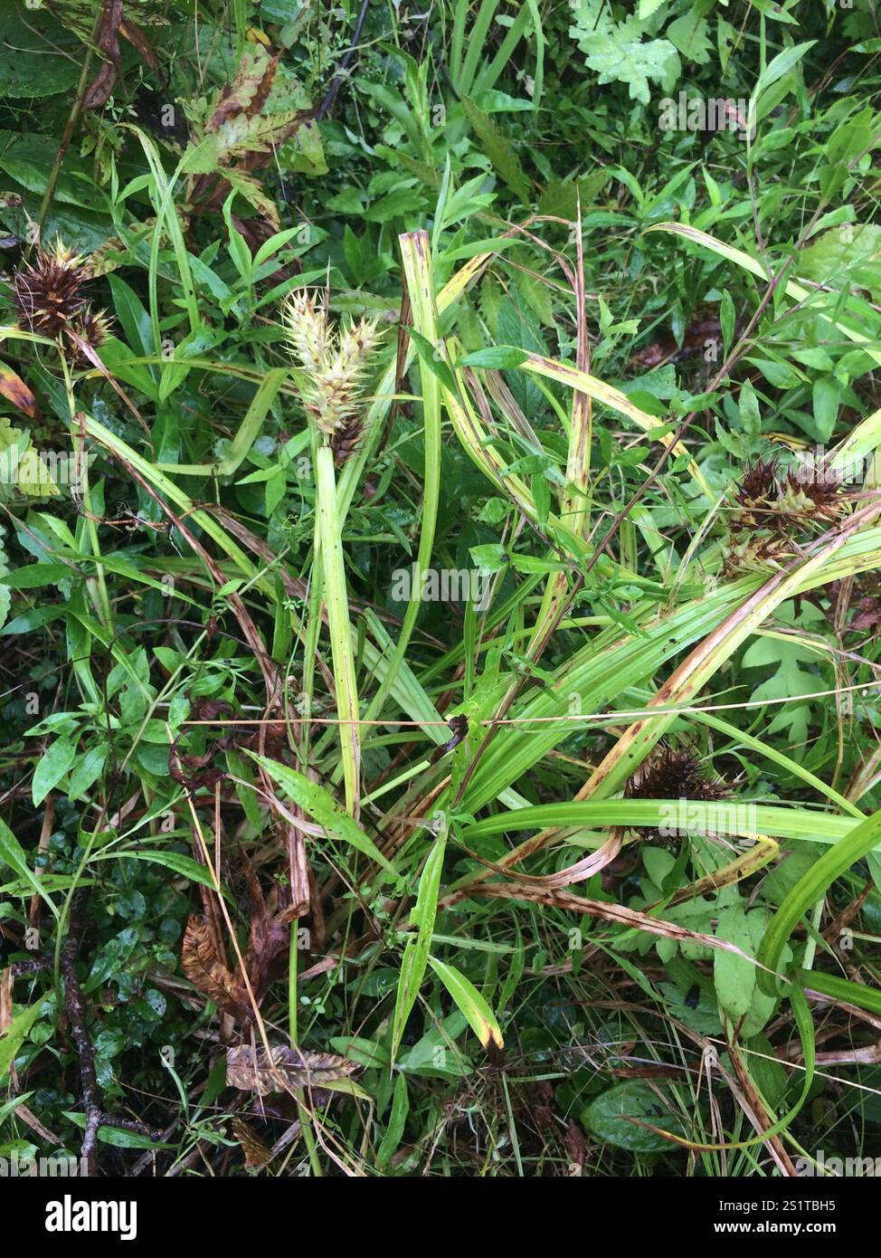 hop sedge (Carex lupulina Stock Photo - Alamy