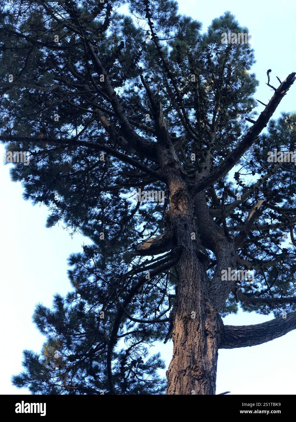 Monterey pine (Pinus radiata Stock Photo - Alamy