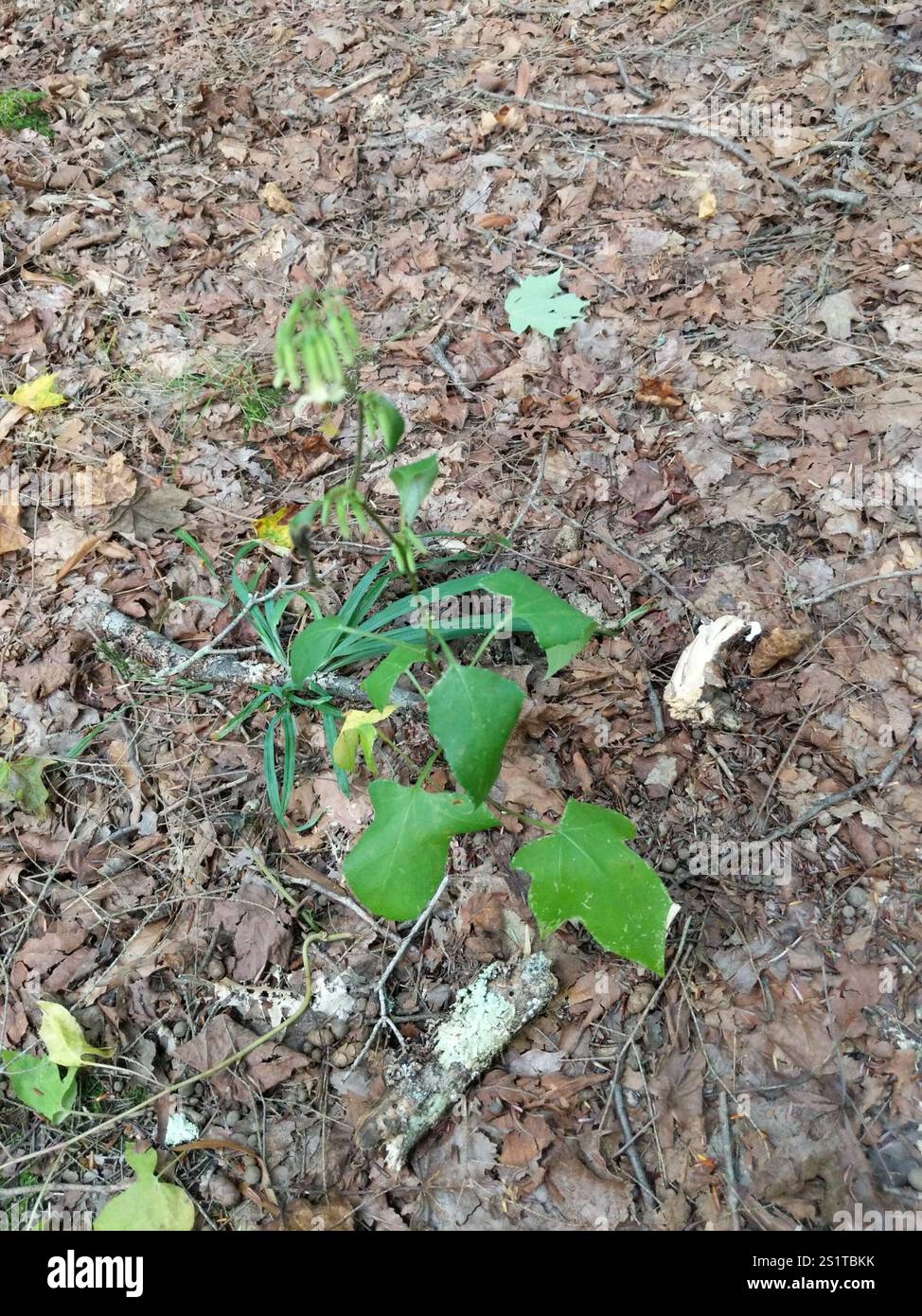tall rattlesnake root (Nabalus altissimus Stock Photo - Alamy