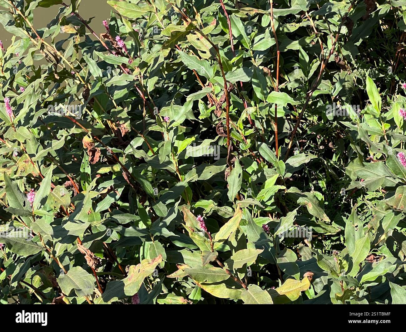 longroot smartweed (Persicaria amphibia emersa Stock Photo - Alamy