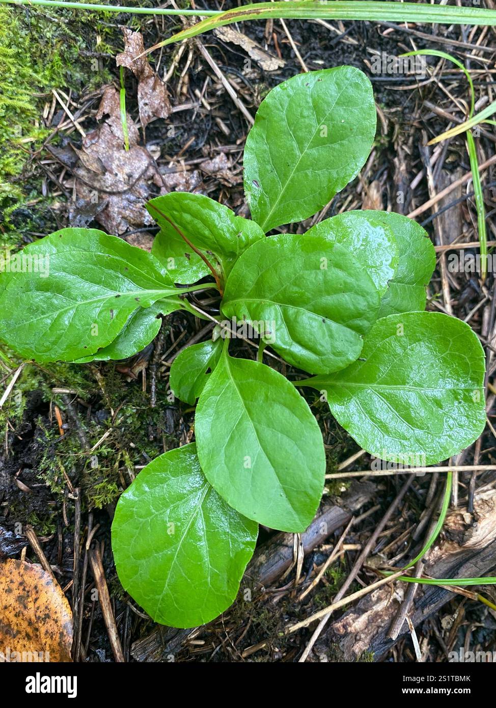 shinleaf (Pyrola elliptica Stock Photo - Alamy