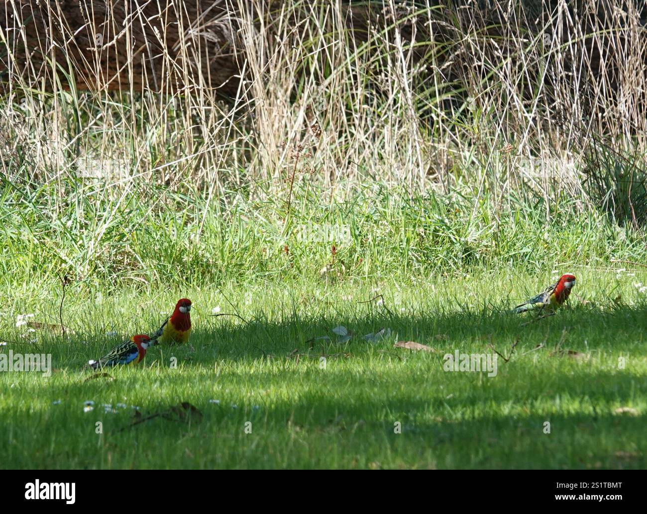 Southeast Eastern Rosella (Platycercus eximius eximius Stock Photo - Alamy