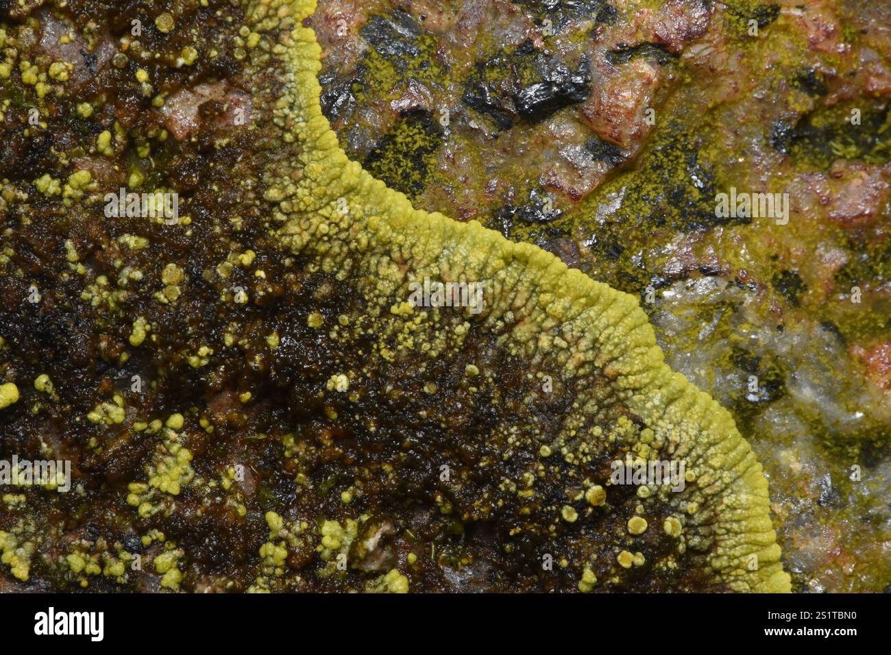 Ringed Firedot Lichen (Polycauliona verruculifera Stock Photo - Alamy