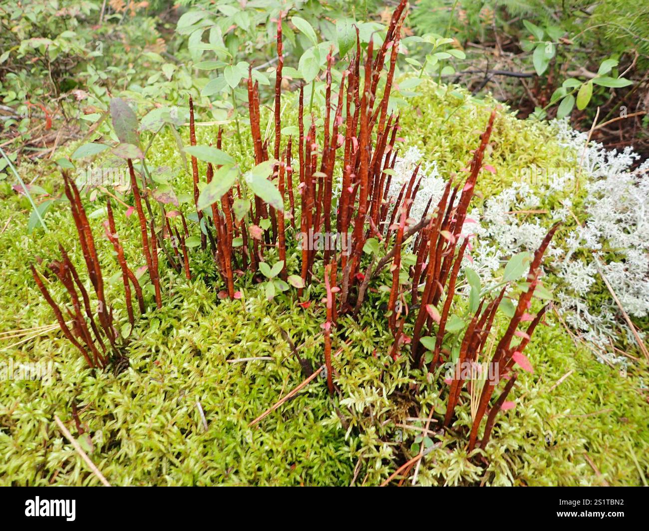 Huckleberry Broom Rust Fungus (Calyptospora columnaris Stock Photo - Alamy