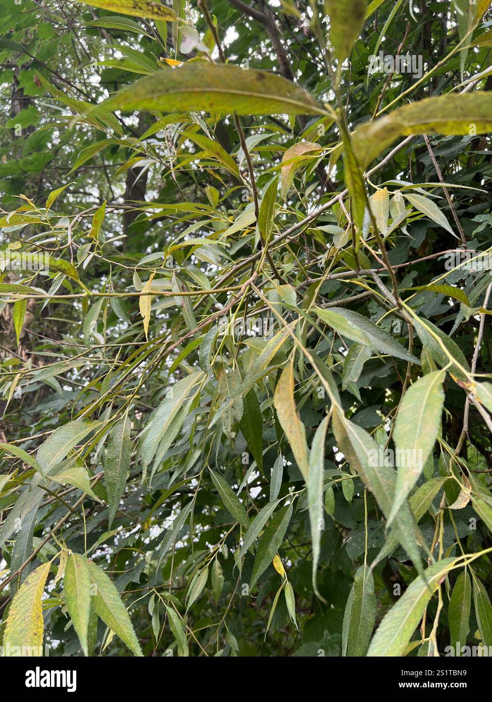 hybrid crack willow (Salix × fragilis Stock Photo - Alamy