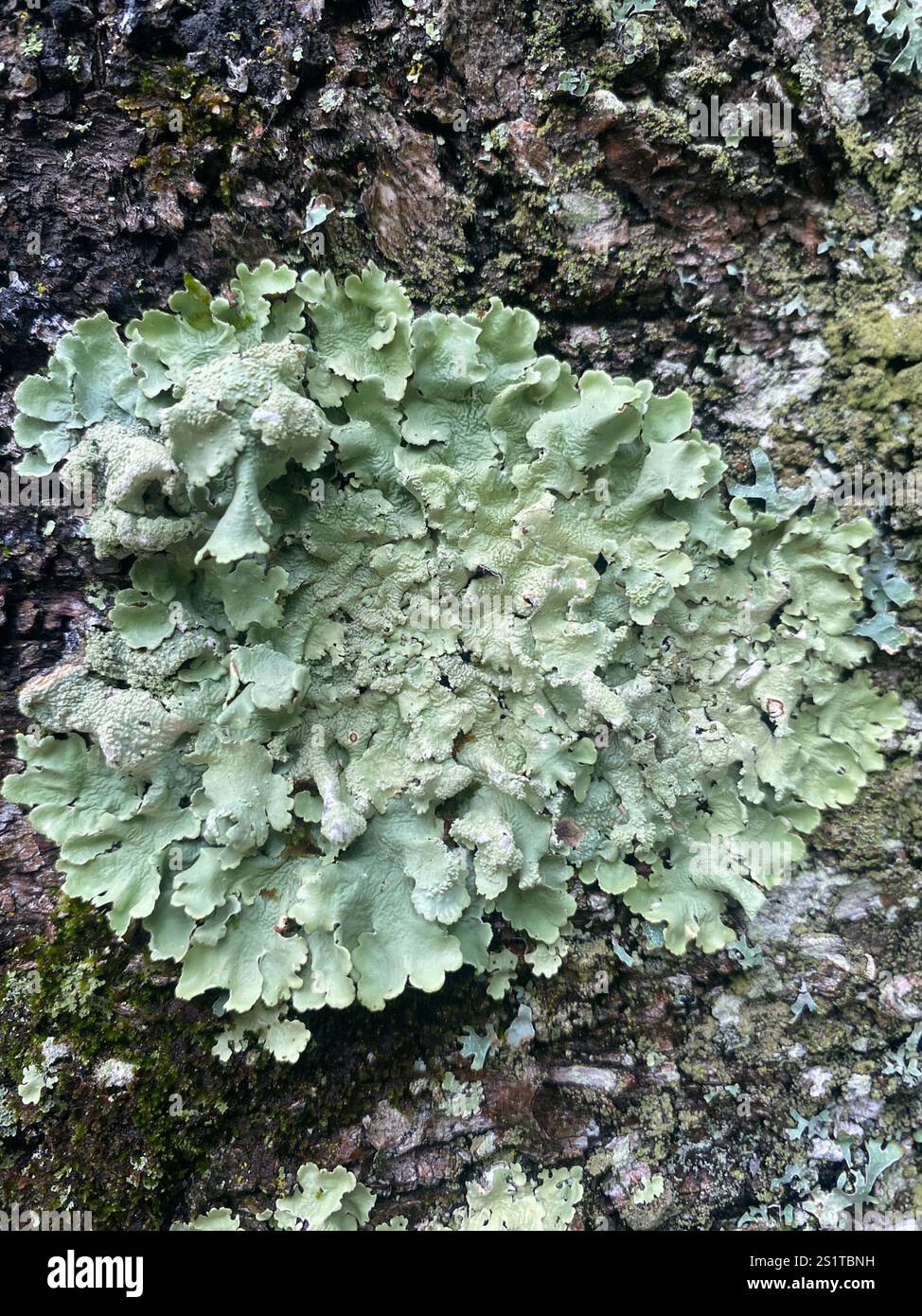 common greenshield lichen (Flavoparmelia caperata Stock Photo - Alamy