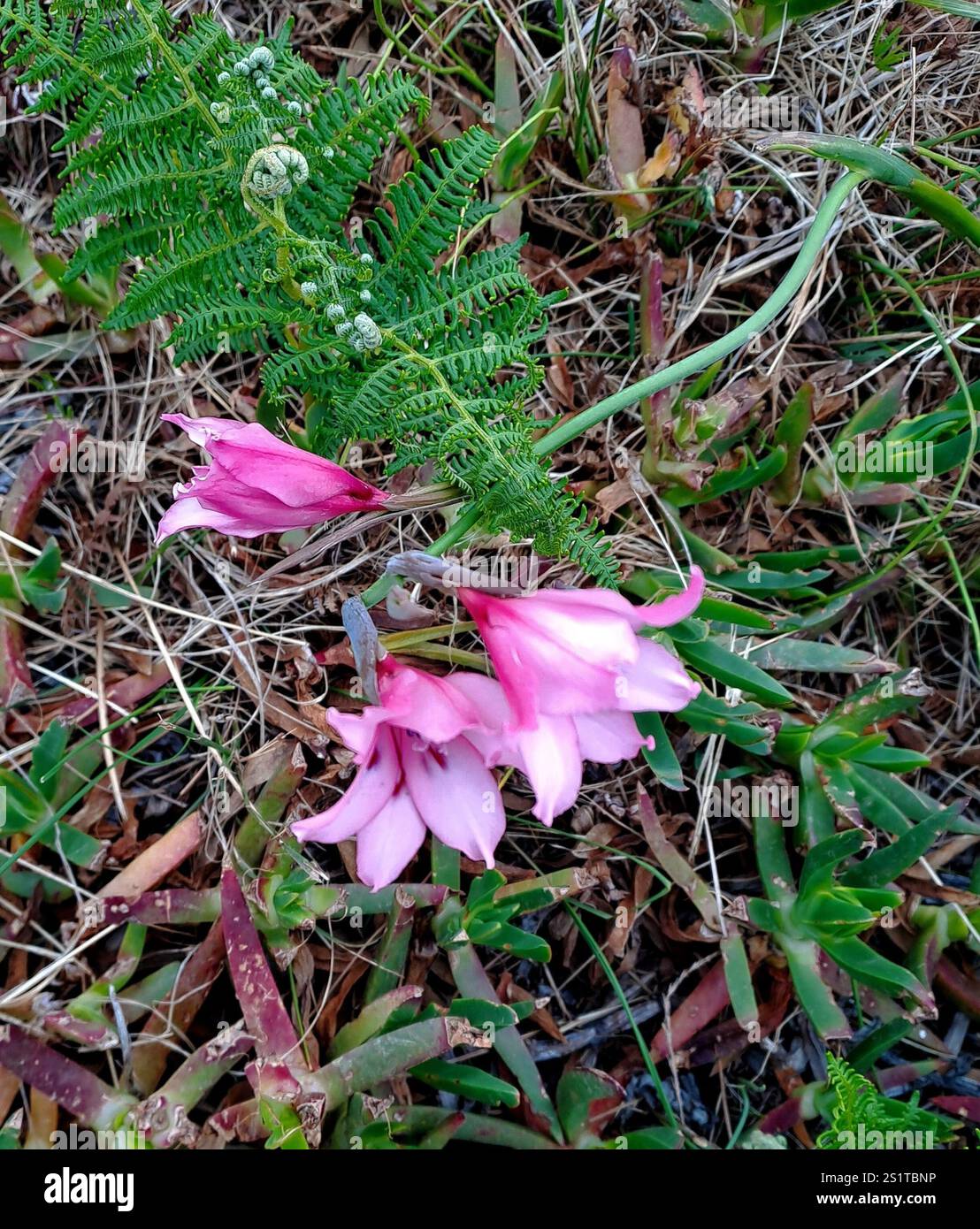 Painted Lady (Gladiolus carneus Stock Photo - Alamy