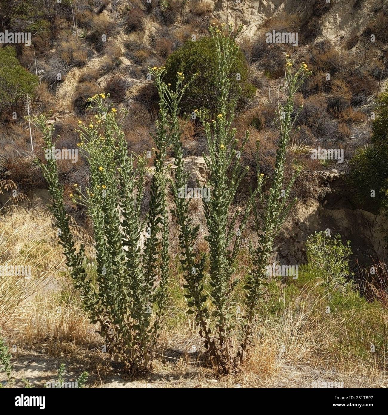 Telegraphweed (Heterotheca grandiflora Stock Photo - Alamy