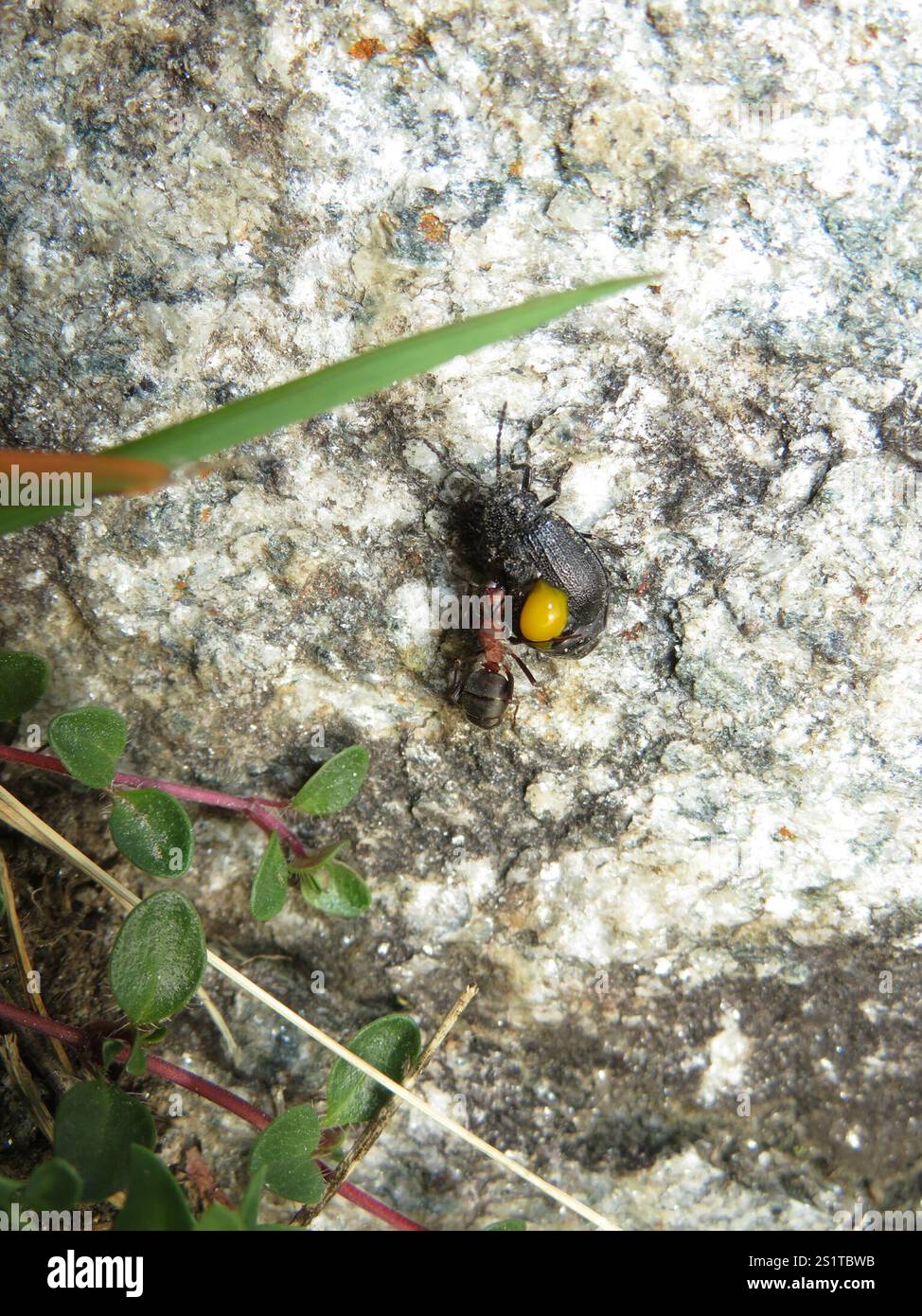 rufa-group Wood Ants (Formica rufa Stock Photo - Alamy