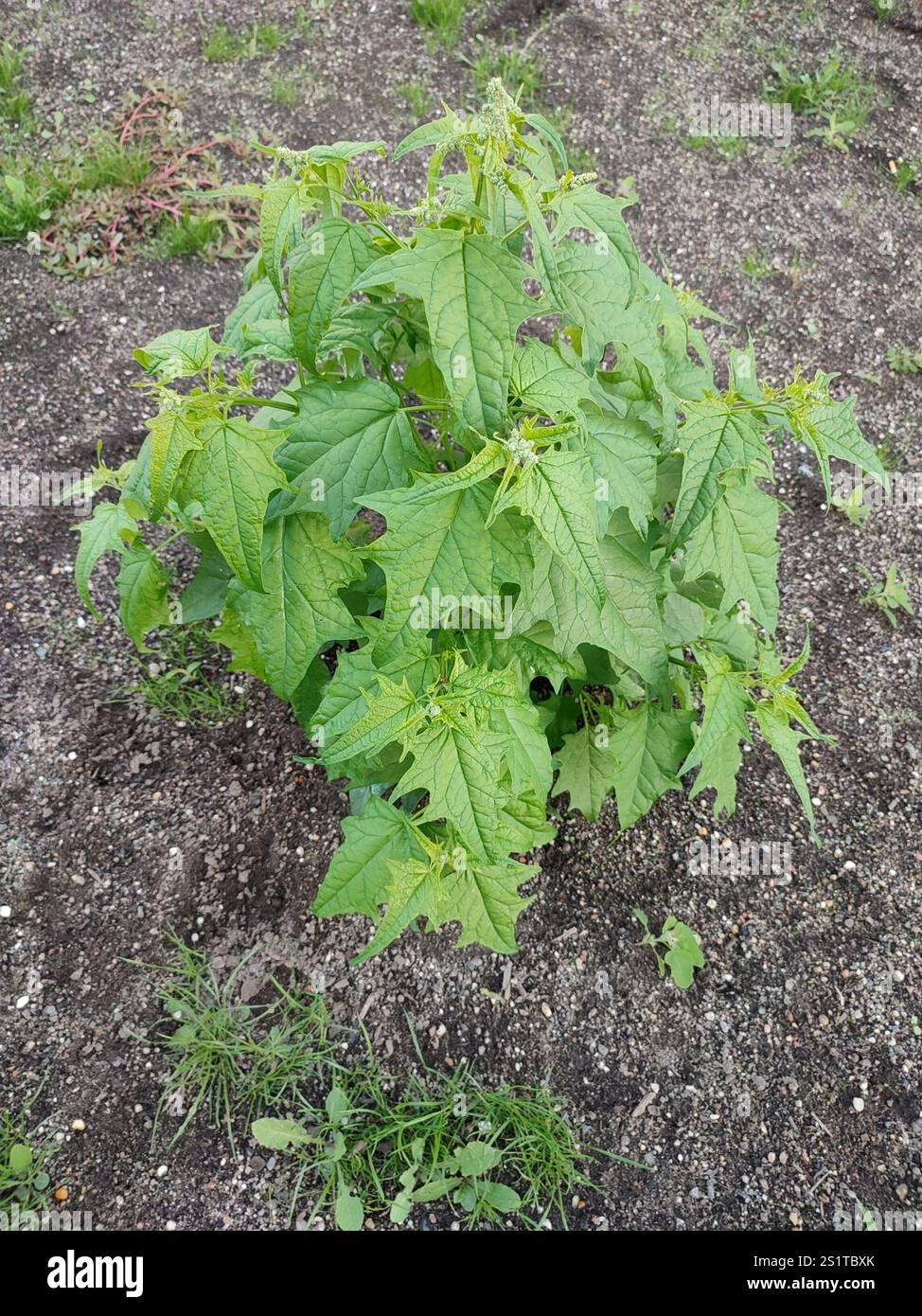 Eurasian maple-leaved goosefoot (Chenopodiastrum hybridum Stock Photo ...