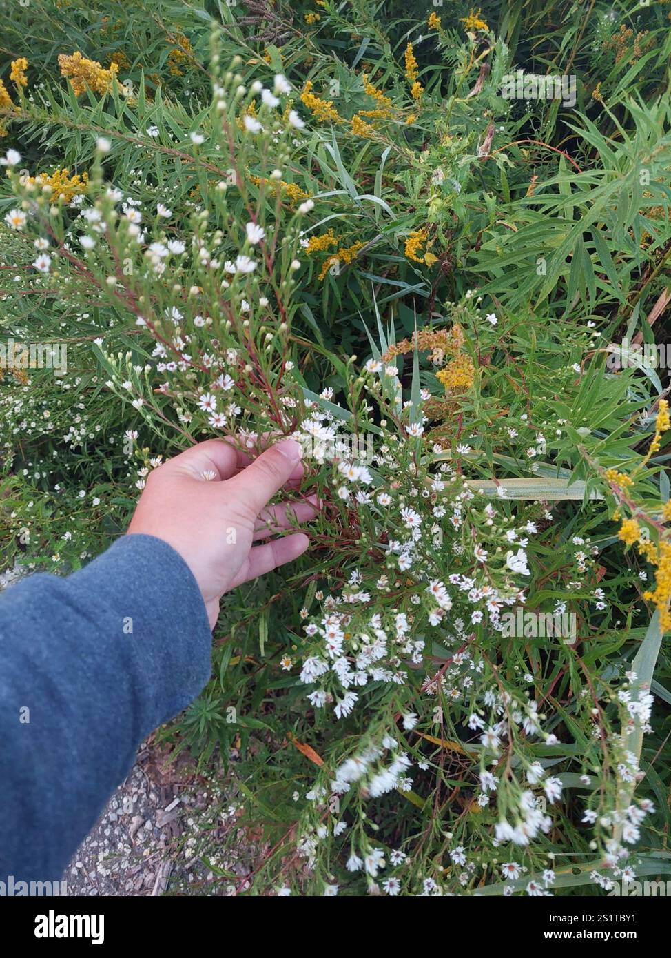panicled aster (Symphyotrichum lanceolatum Stock Photo - Alamy