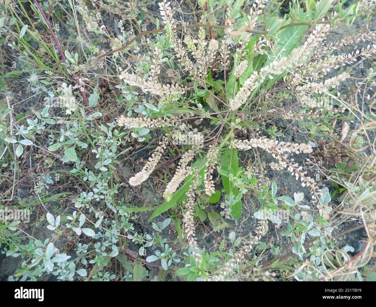 Common Peppergrass (Lepidium densiflorum Stock Photo - Alamy