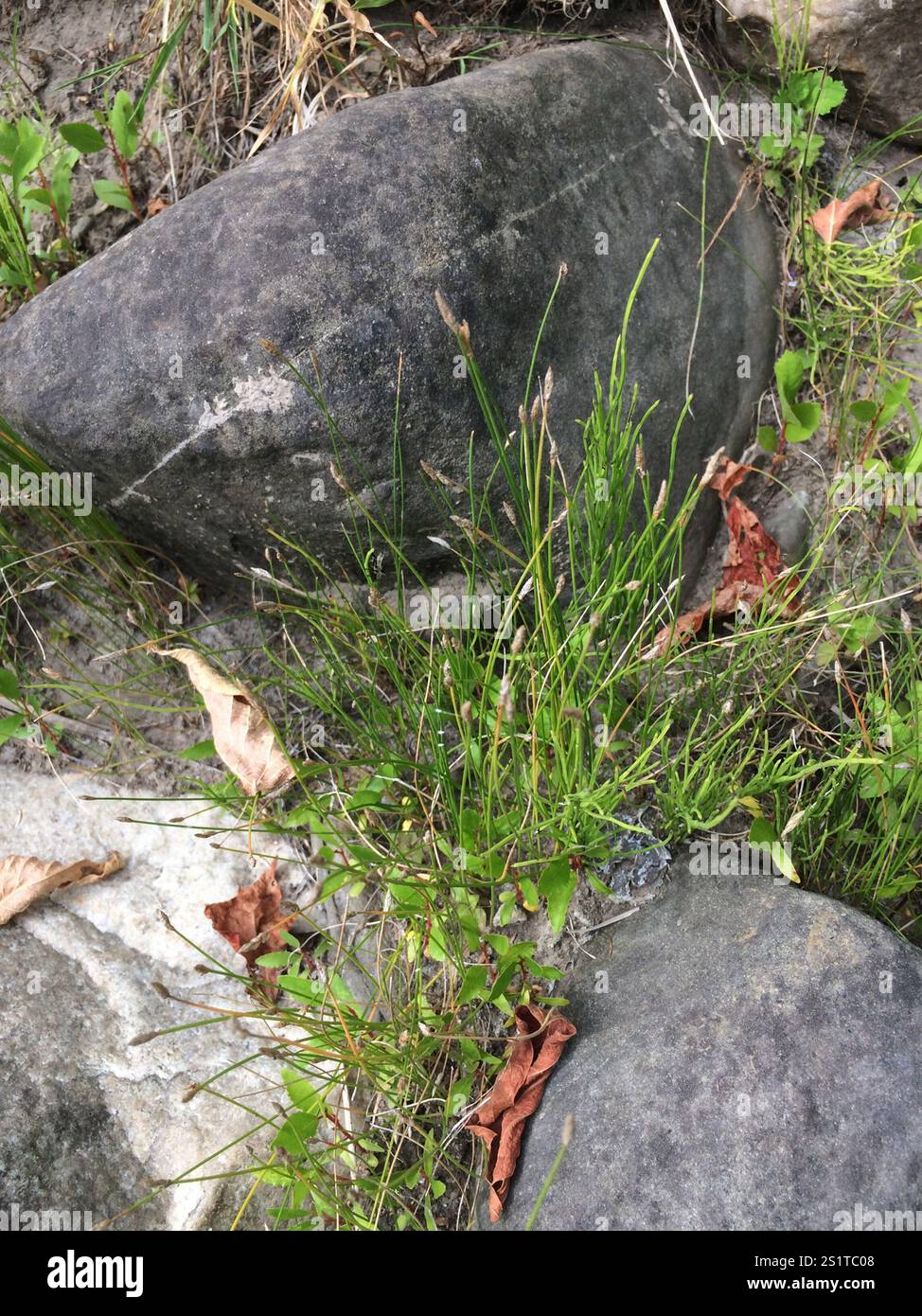 common spikerush (Eleocharis palustris Stock Photo - Alamy