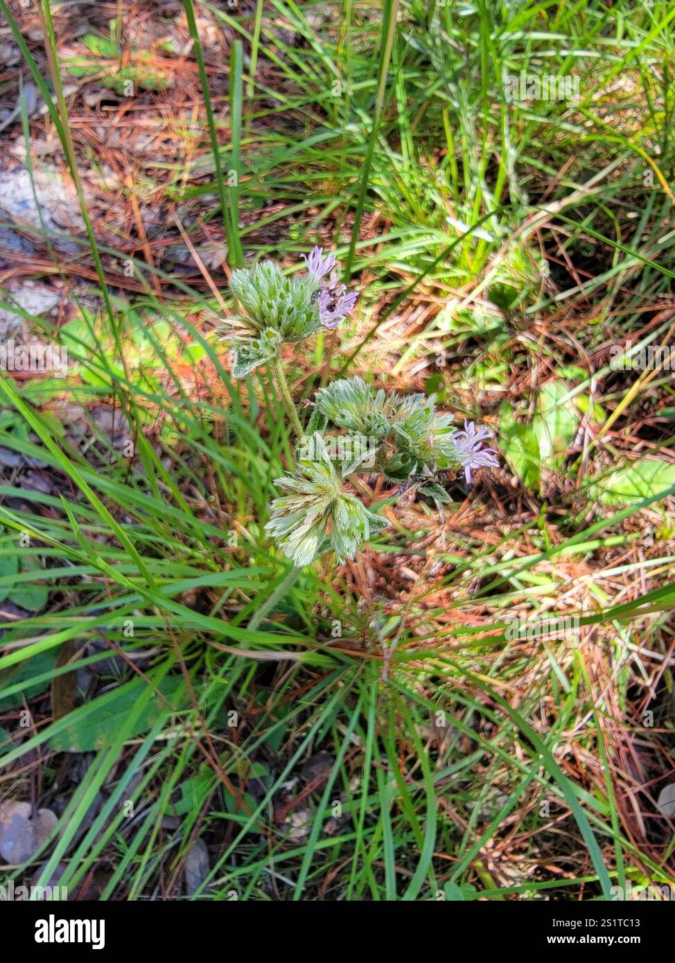 Tall Elephant's-foot (Elephantopus elatus Stock Photo - Alamy