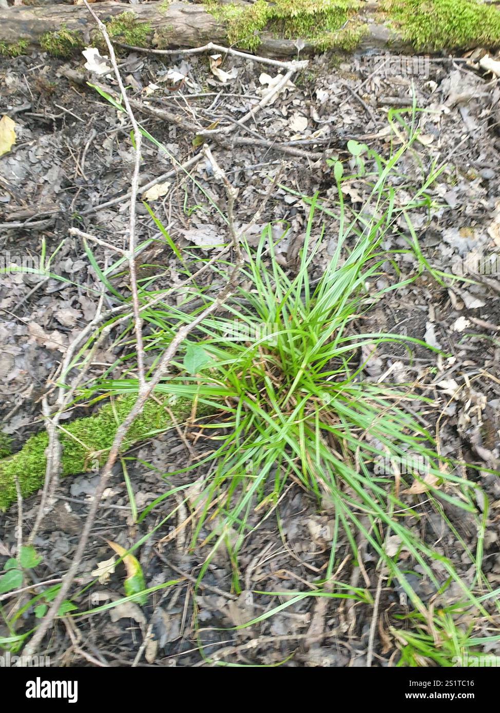 bladder sedge (Carex intumescens Stock Photo - Alamy