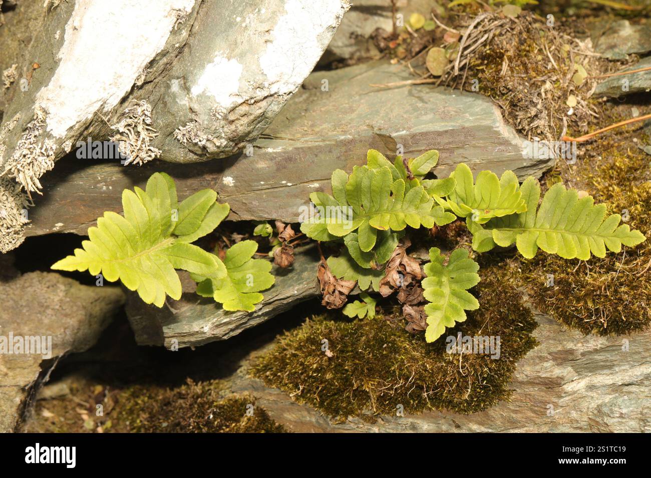 common polypody (Polypodium vulgare Stock Photo - Alamy