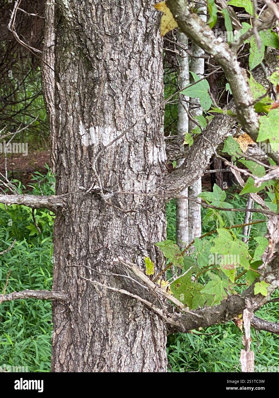 American sweetgum (Liquidambar styraciflua Stock Photo - Alamy