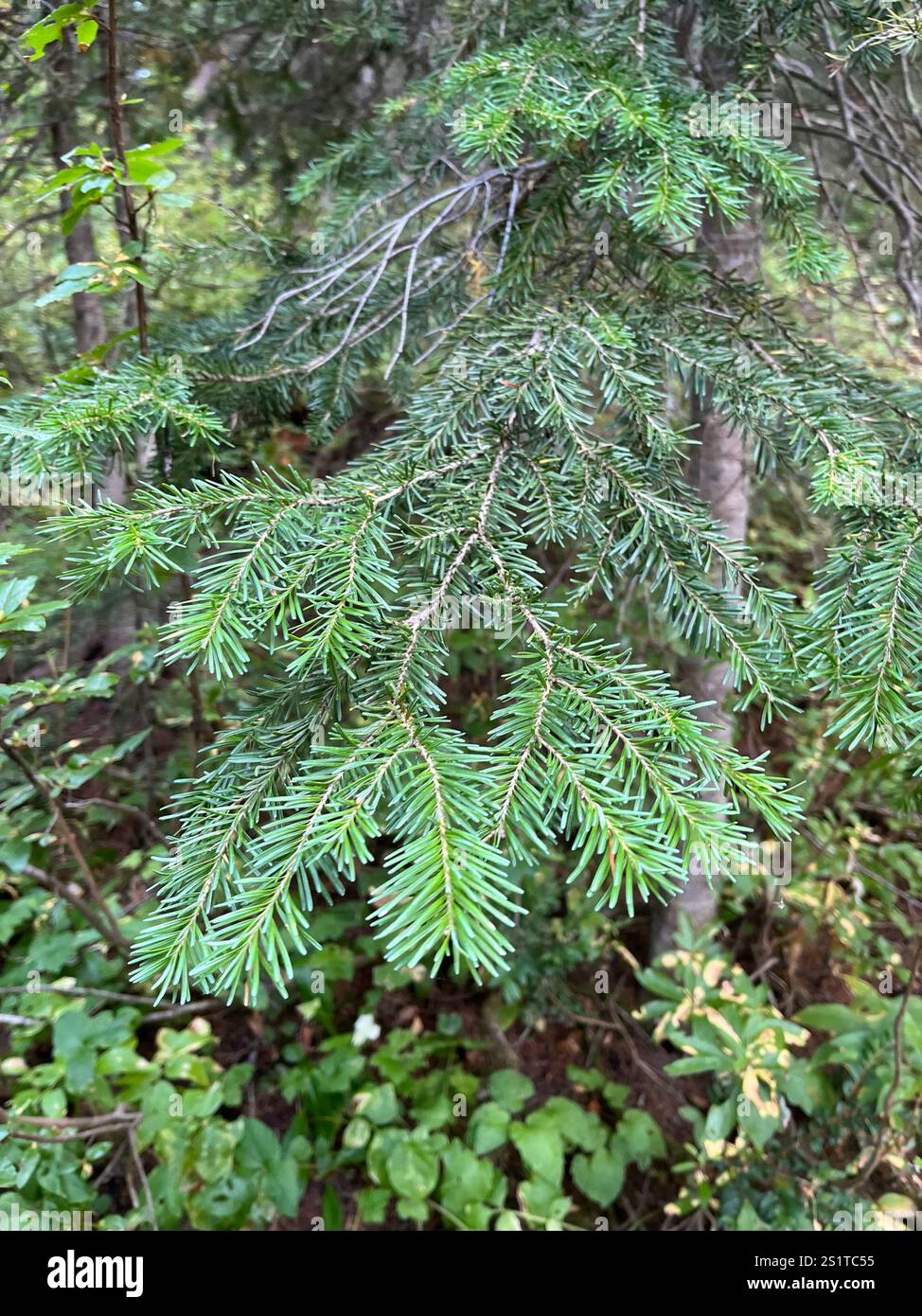 subalpine fir (Abies lasiocarpa Stock Photo - Alamy