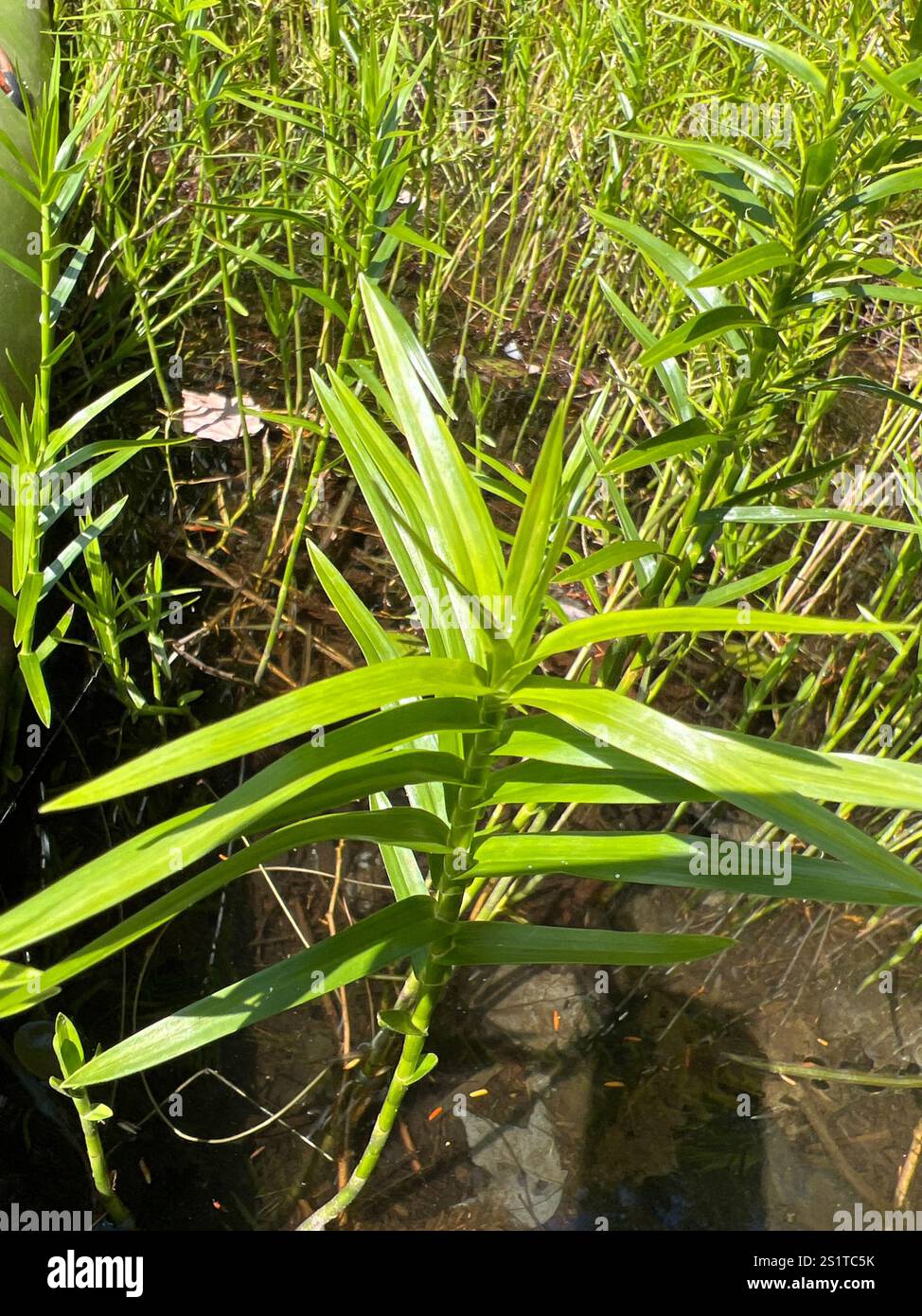 Three-way Sedge (Dulichium arundinaceum Stock Photo - Alamy